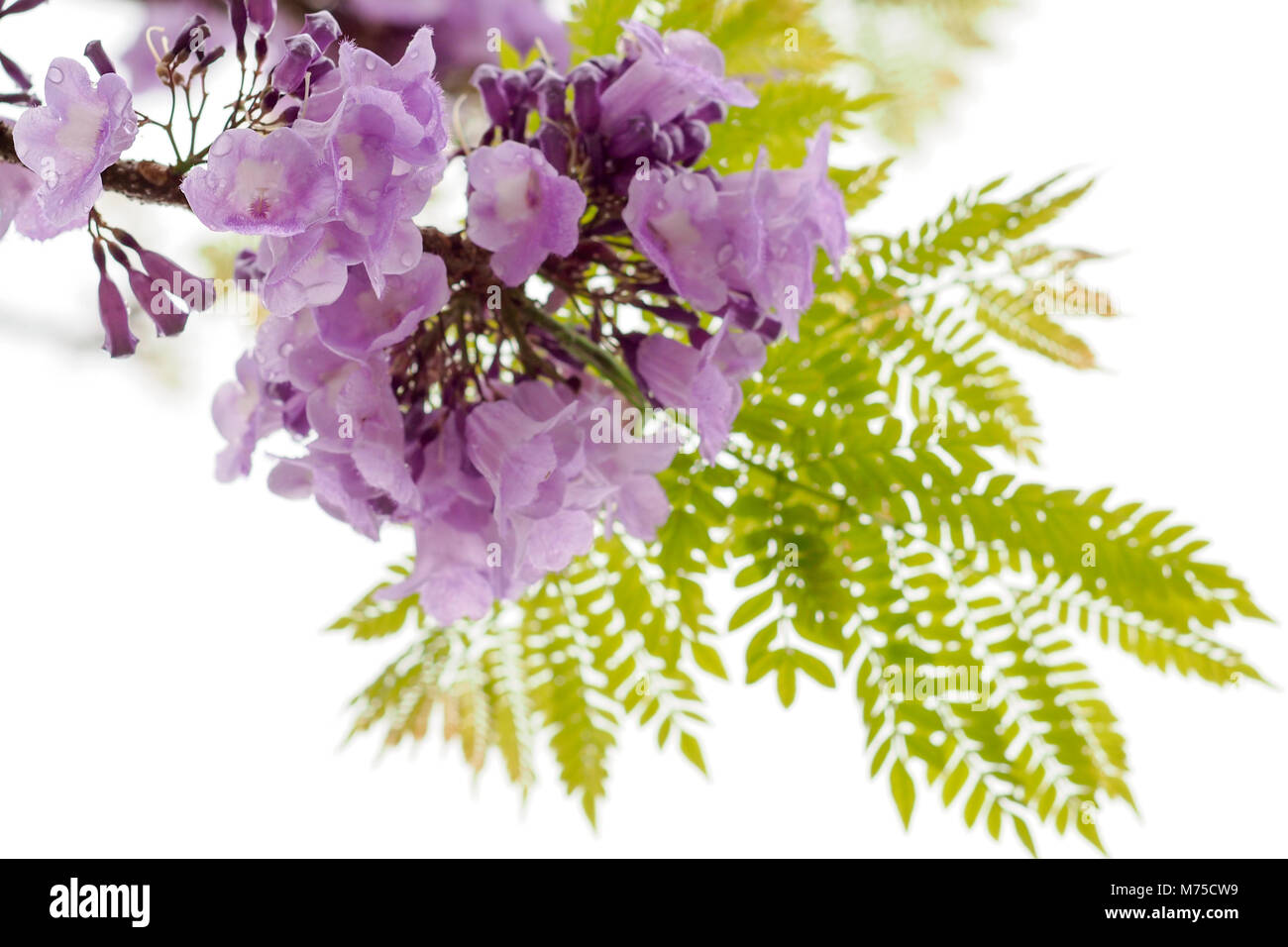 Jacaranda Flower isolated on white background, a species with an ...