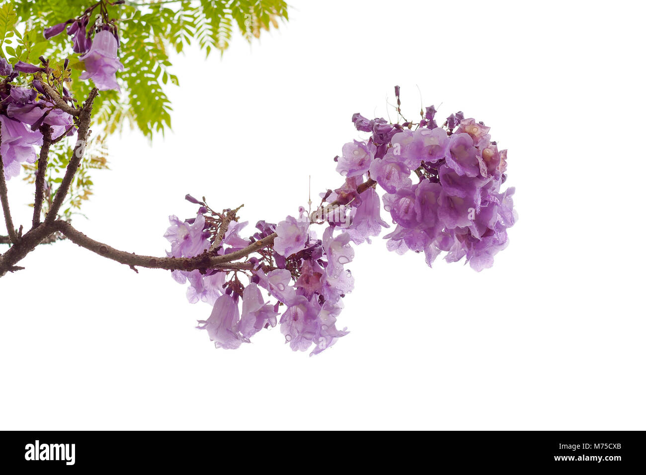 Jacaranda Flower isolated on white background, a species with an ...