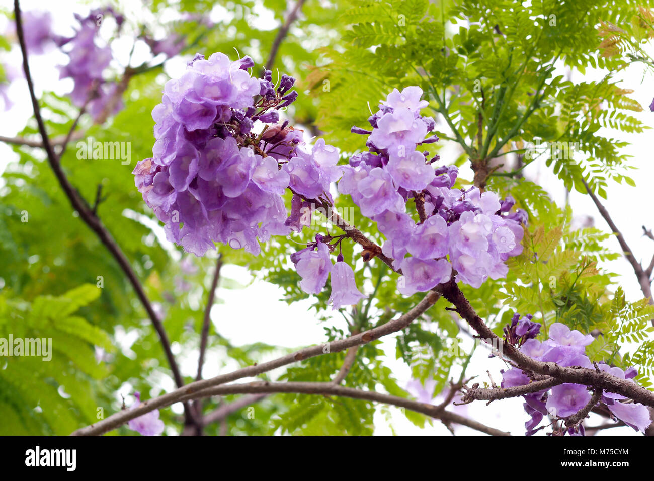 Jacaranda Flower isolated on white background, a species with an ...