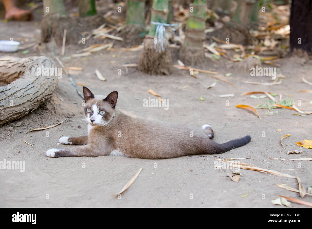 Cat lying on the ground Stock Photo - Alamy