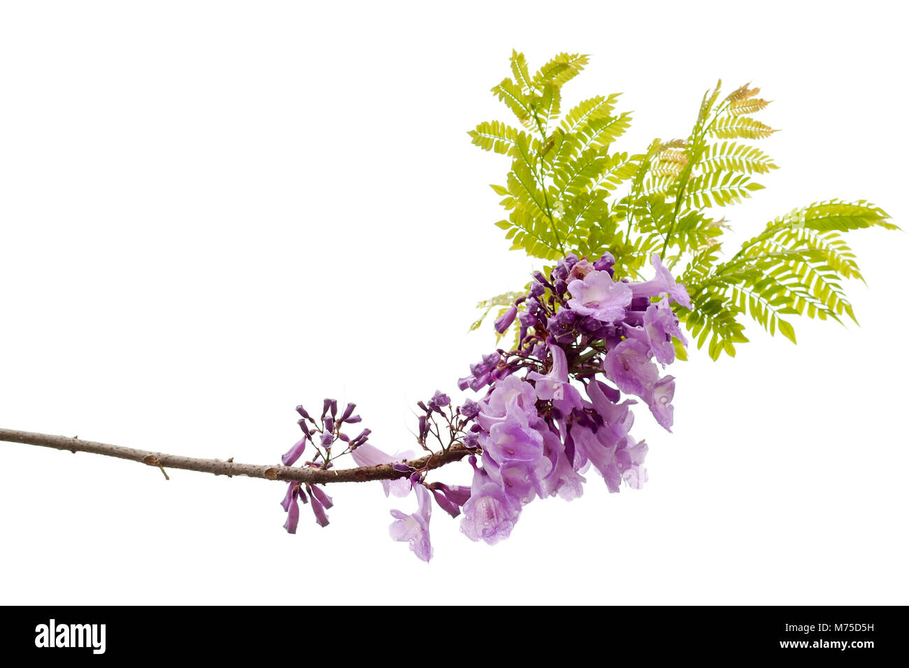 Jacaranda flower hi-res stock photography and images - Alamy