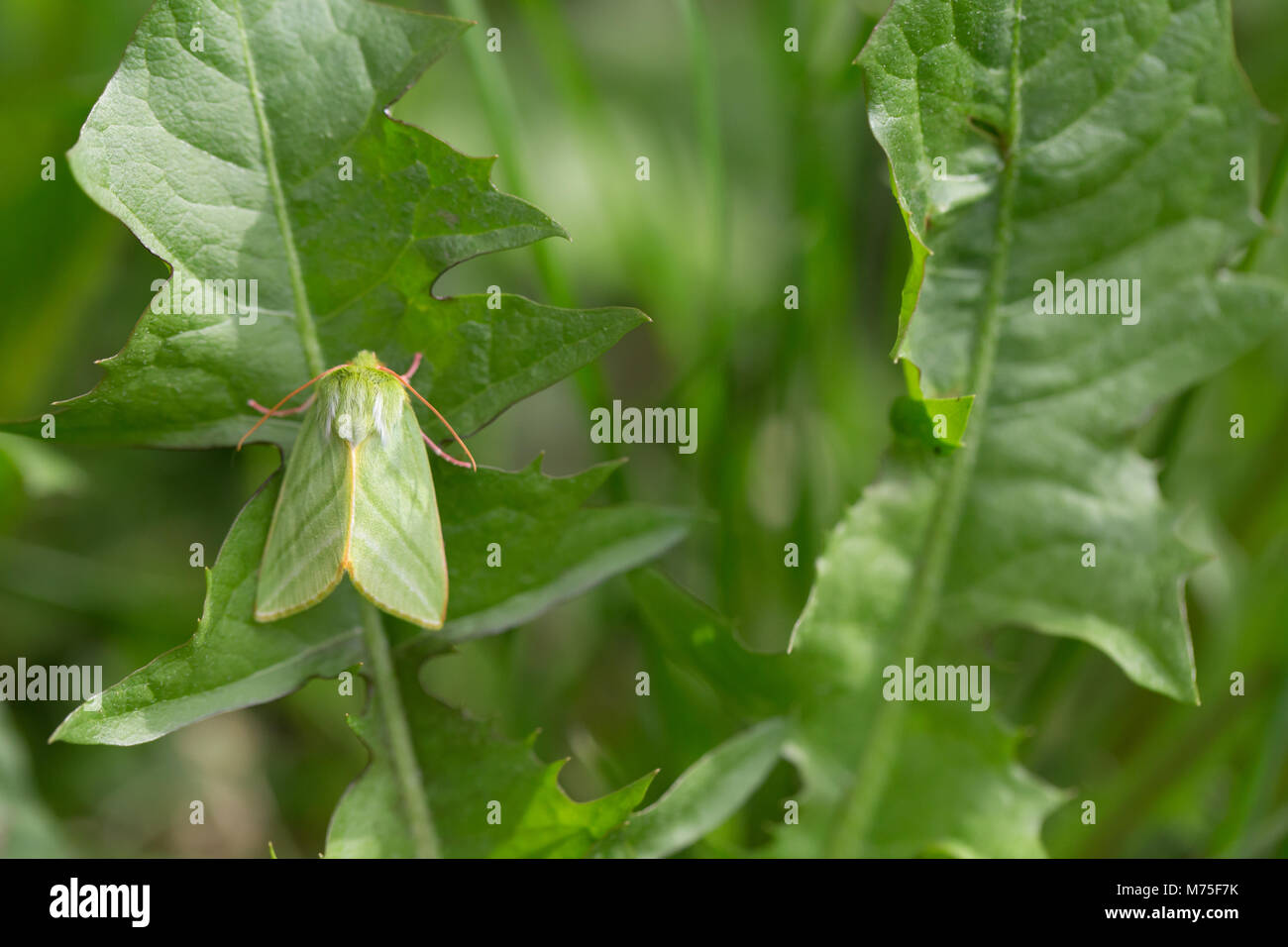 Green silver lines moth Stock Photo - Alamy