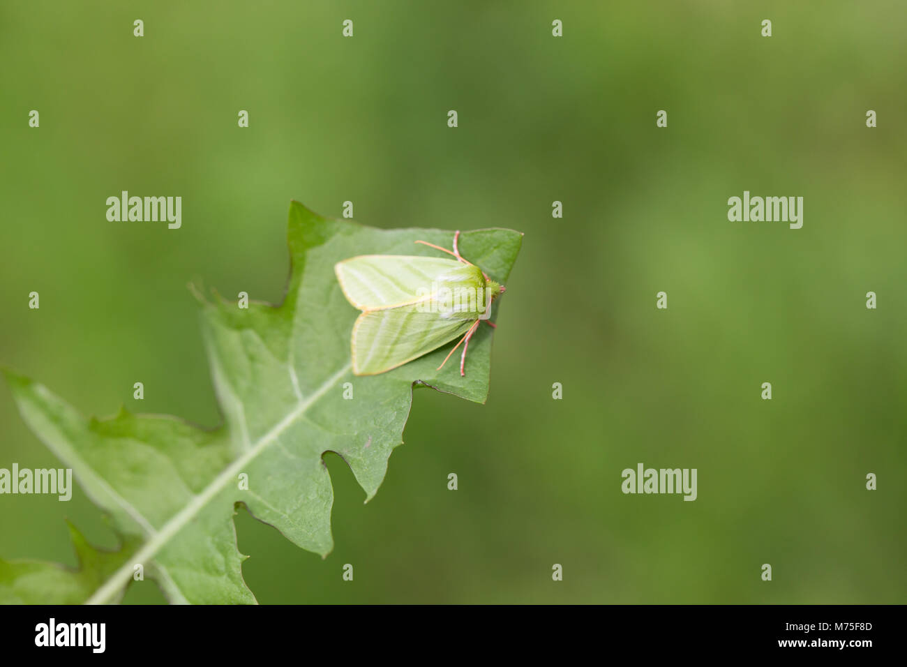 Green silver lines moth Stock Photo - Alamy