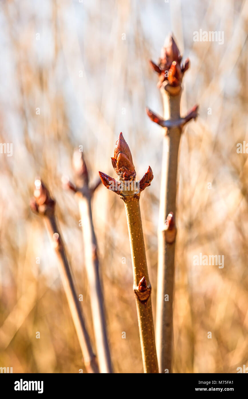 privet, fresh, young buds in springtime Stock Photo - Alamy