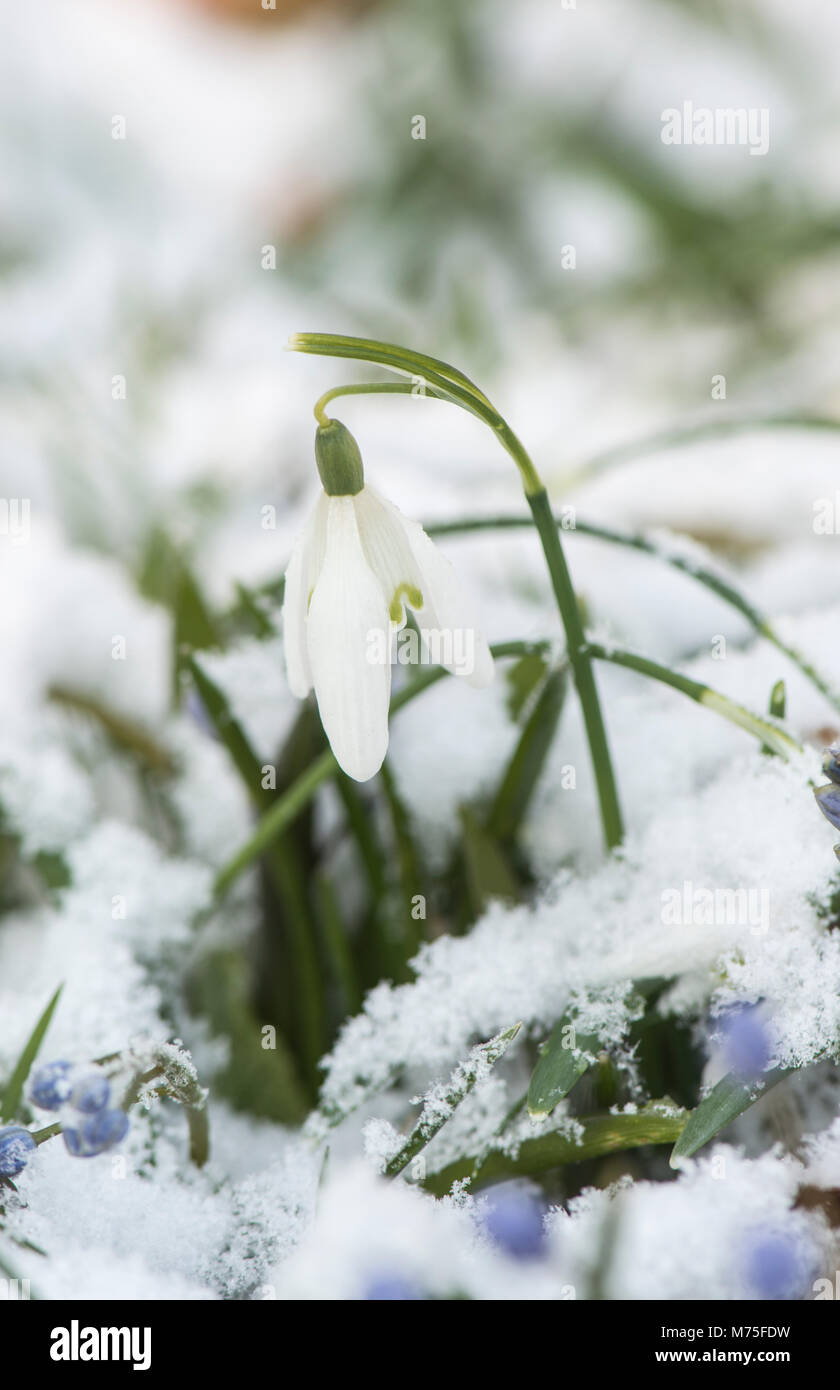 Snowdrop: Galanthus nivalis. In snow. Surrey, UK Stock Photo - Alamy