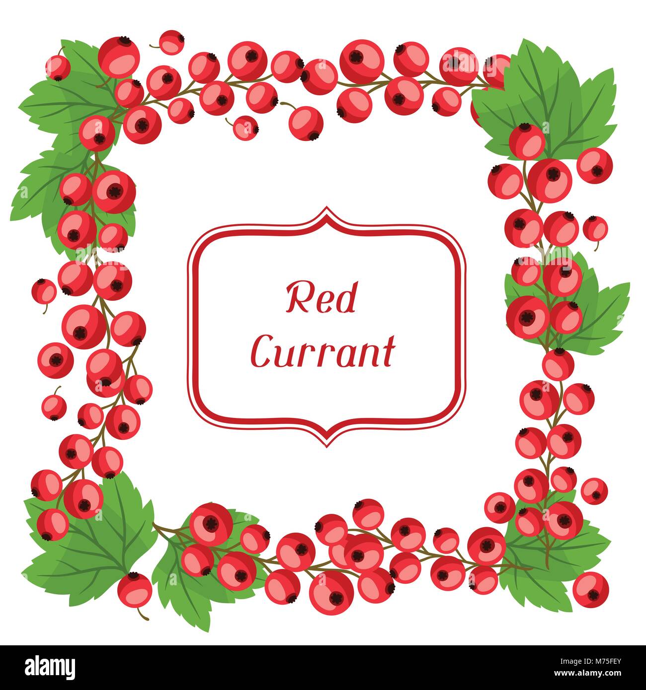 Red currants illustration Stock Vector Images - Alamy