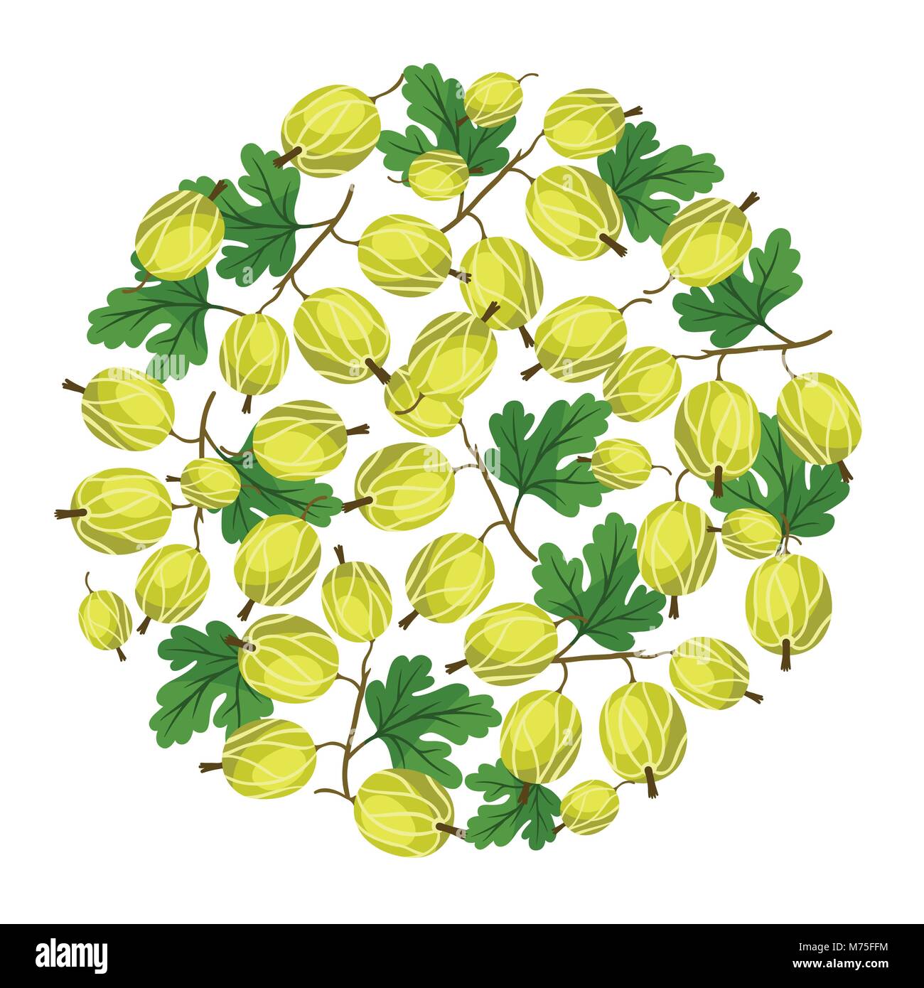 Fresh ripe organic gooseberries Stock Vector Images - Alamy