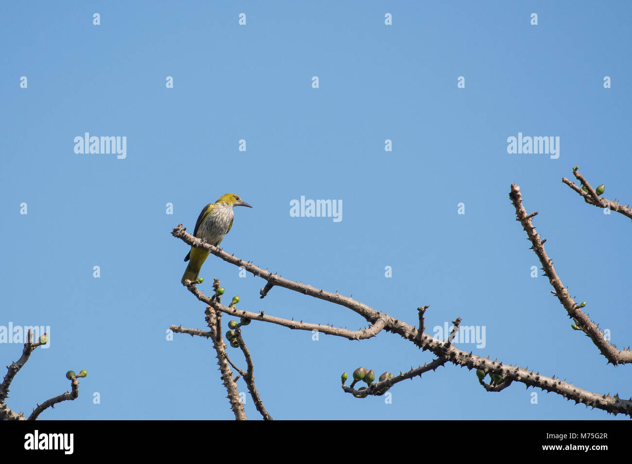 Golden oriole bird hi-res stock photography and images - Alamy