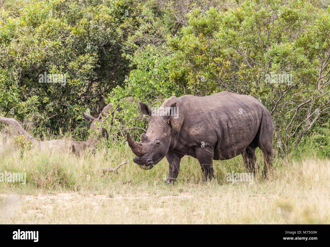 Long leg rhino hi-res stock photography and images - Alamy