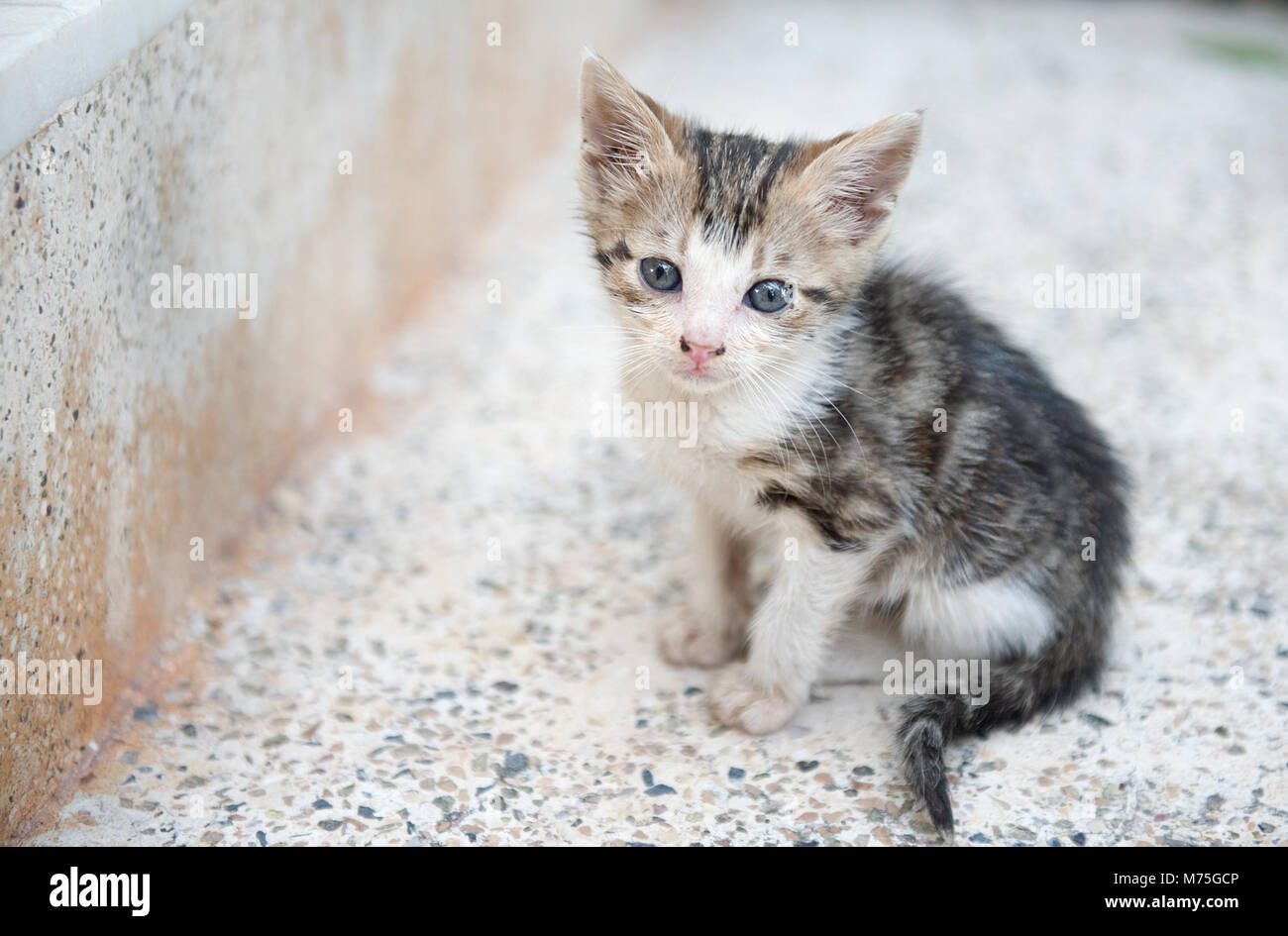 Sad little grey kitten sitting lonely on the stairs.Blurred background ...