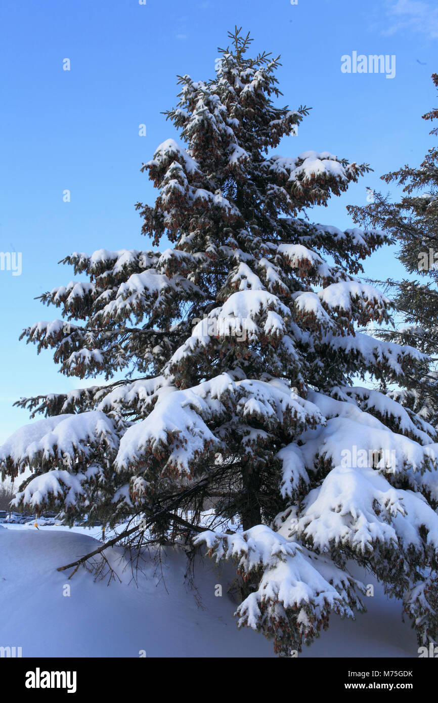 Cold climate tree hi-res stock photography and images - Alamy