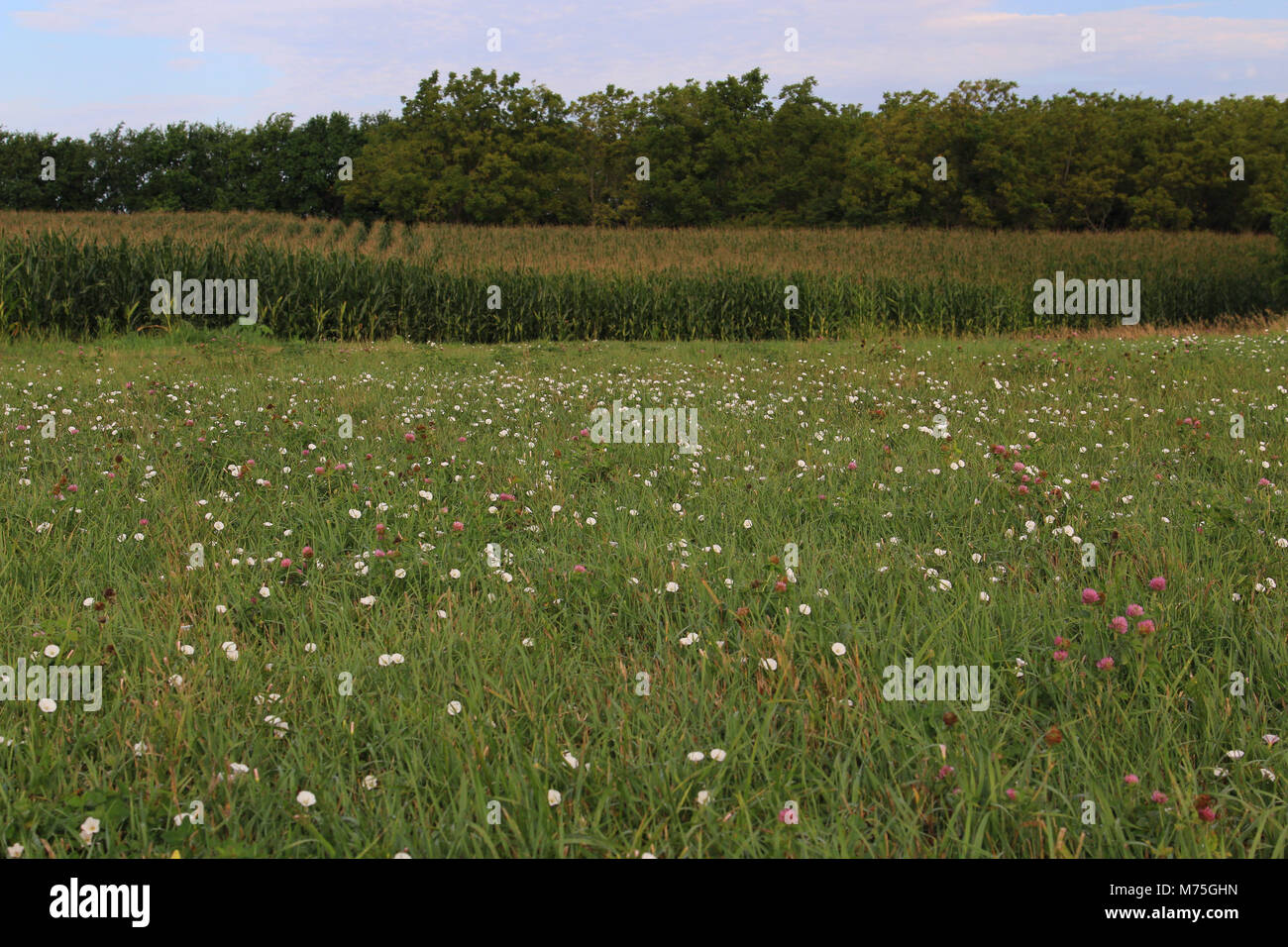 Rural Corn field with wild flowers Stock Photo - Alamy
