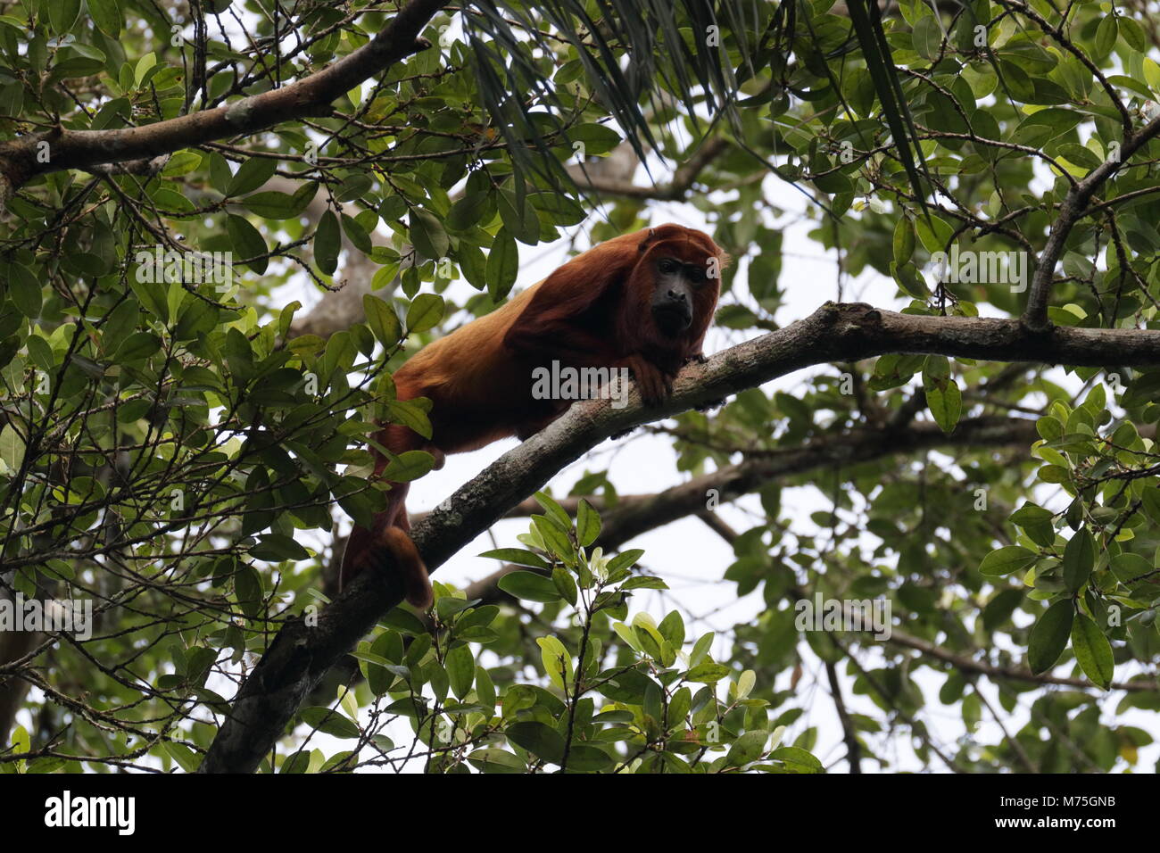 Red howler monkey hi-res stock photography and images - Alamy
