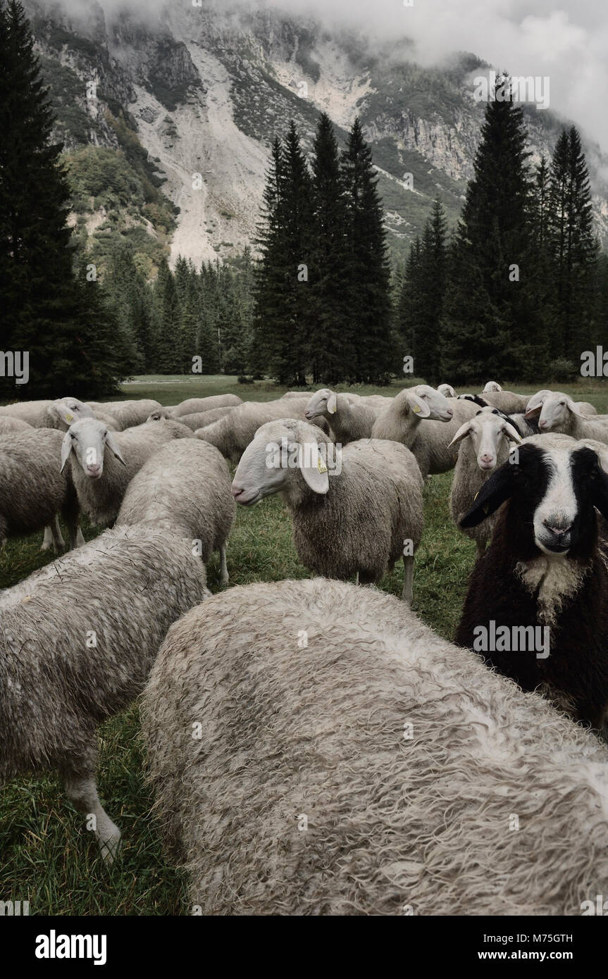 Slovenian traditional breed of sheep hi-res stock photography and ...