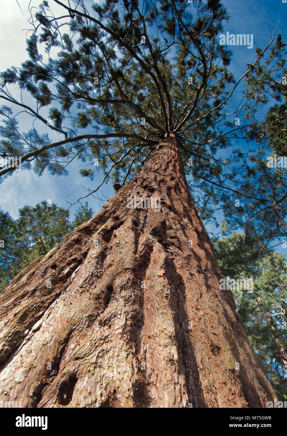 tall tree close up Stock Photo - Alamy