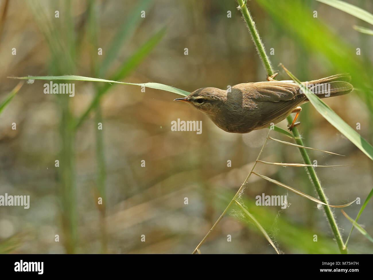 Dusky Warbler (Phylloscopus fuscatus fuscatus) adult foraging on reed ...