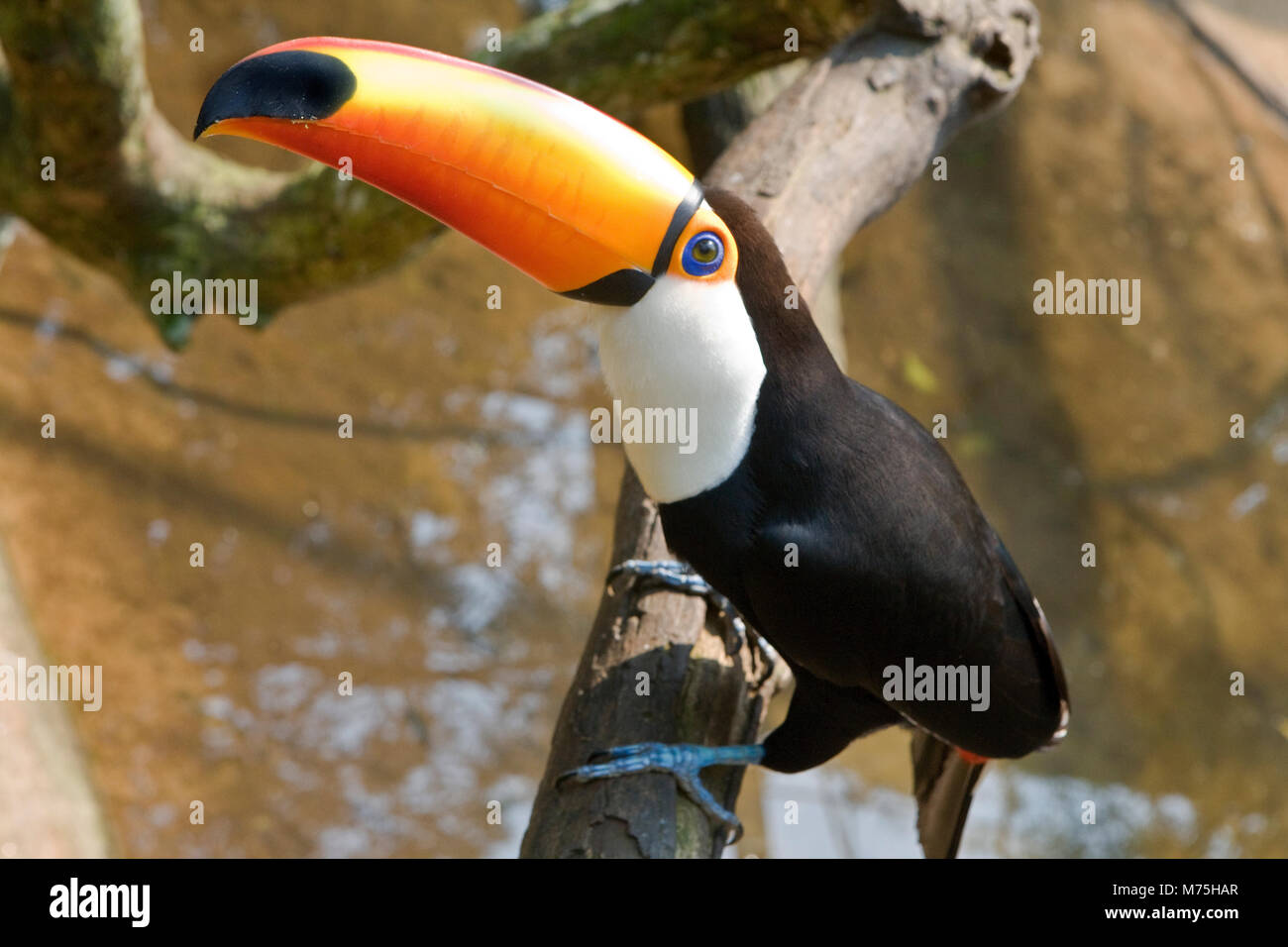 Birds park brasil hi-res stock photography and images - Alamy