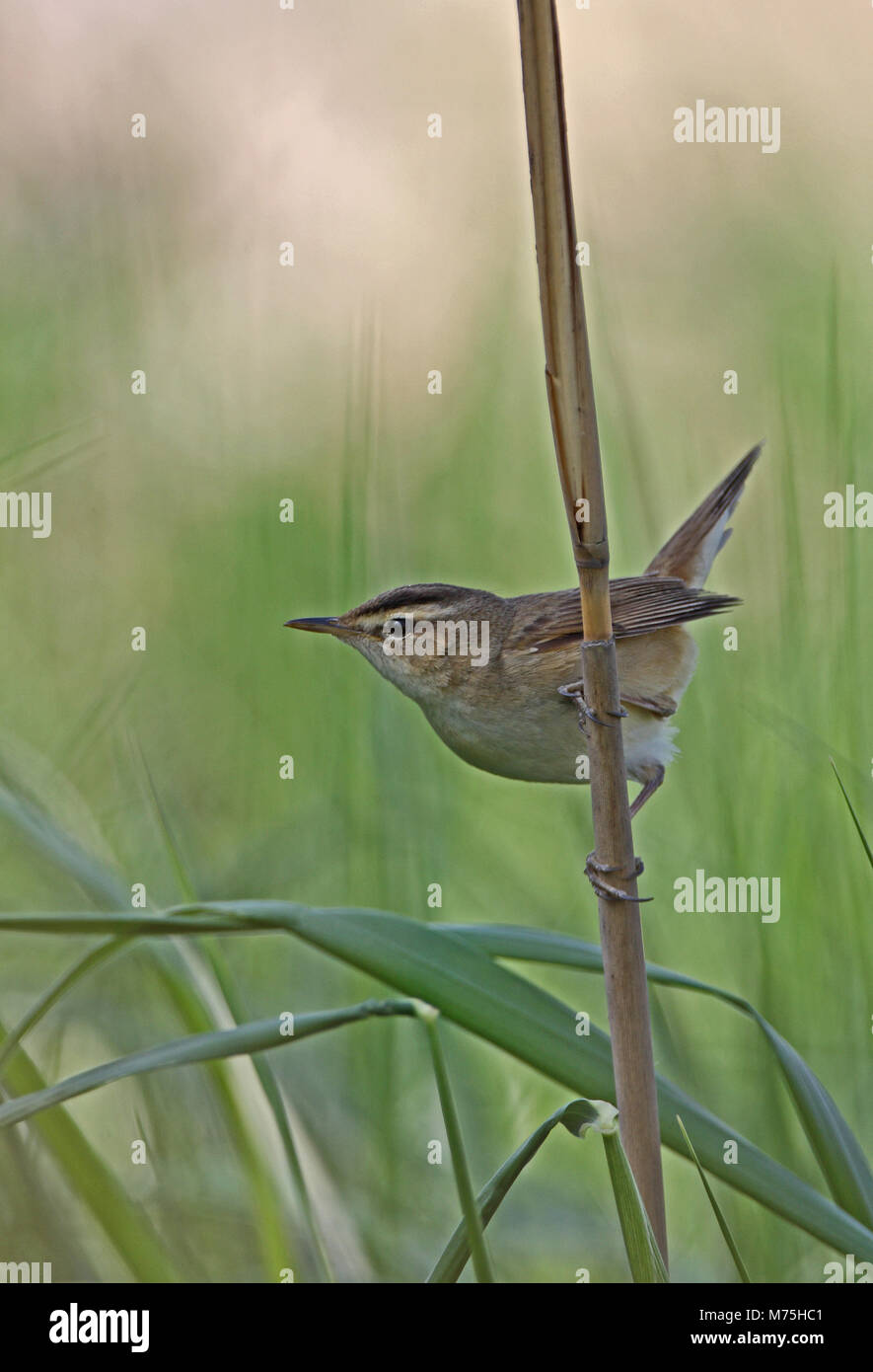 Reed warblers hi-res stock photography and images - Alamy