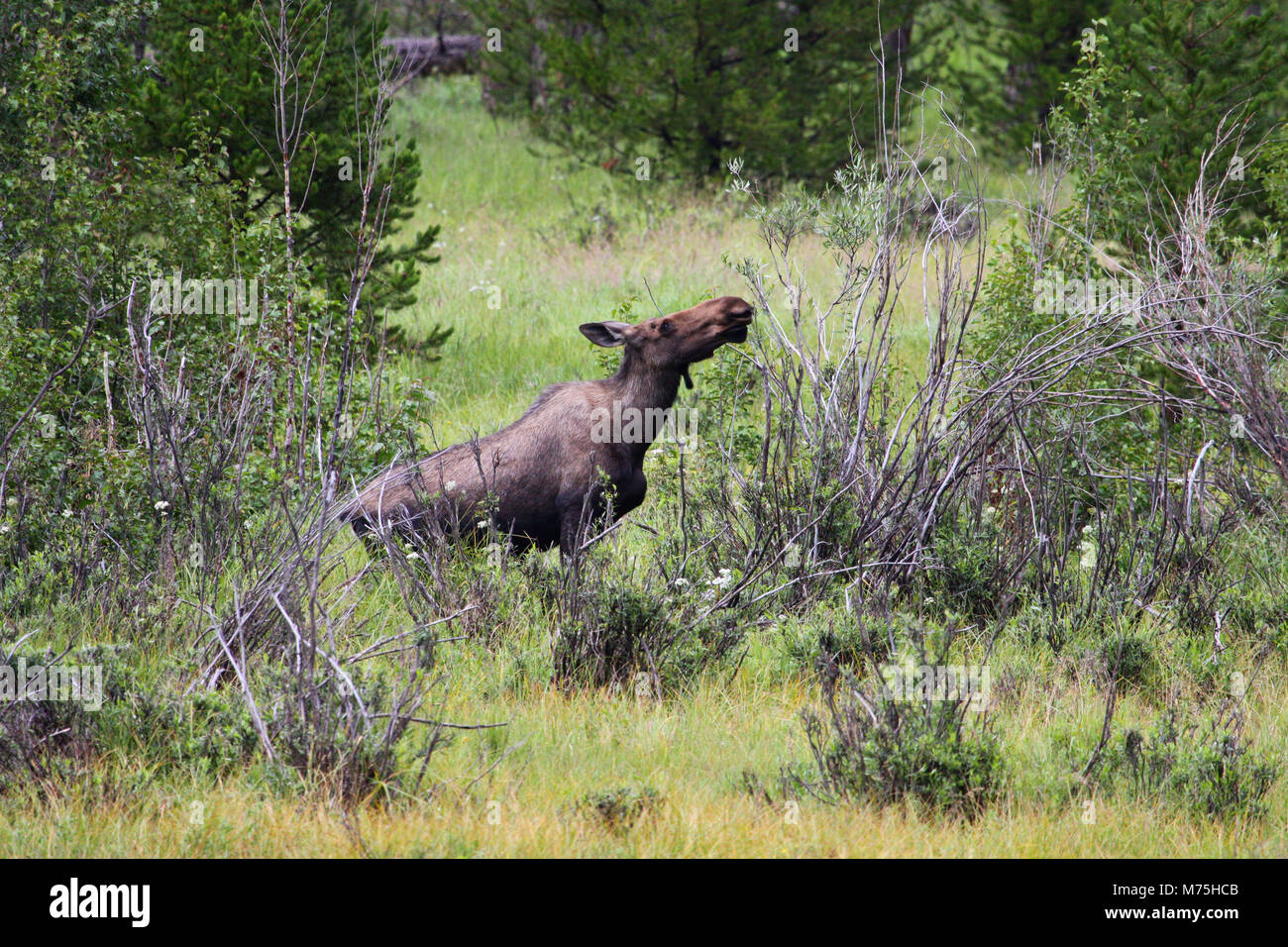 Moose eating leaves hi-res stock photography and images - Alamy
