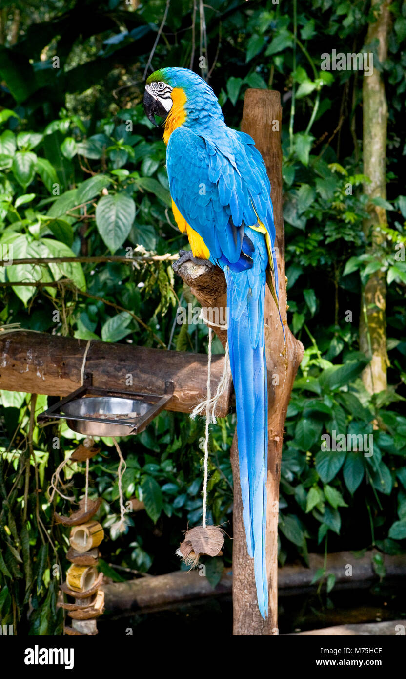 Foz do iguacu national park brazil wildlife hi-res stock photography ...