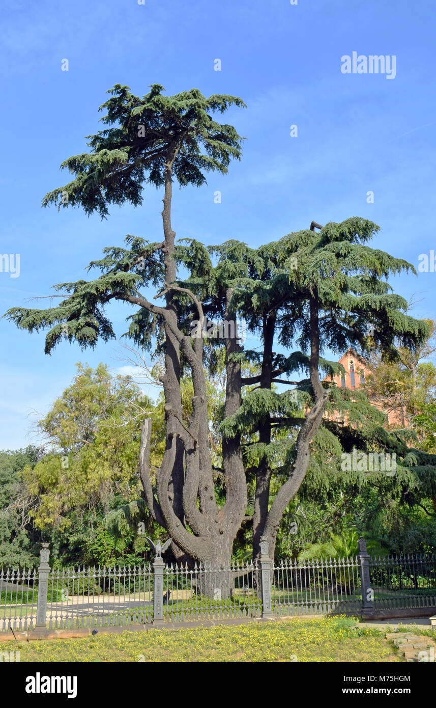 Giant tree in public park in Barcelona Stock Photo - Alamy