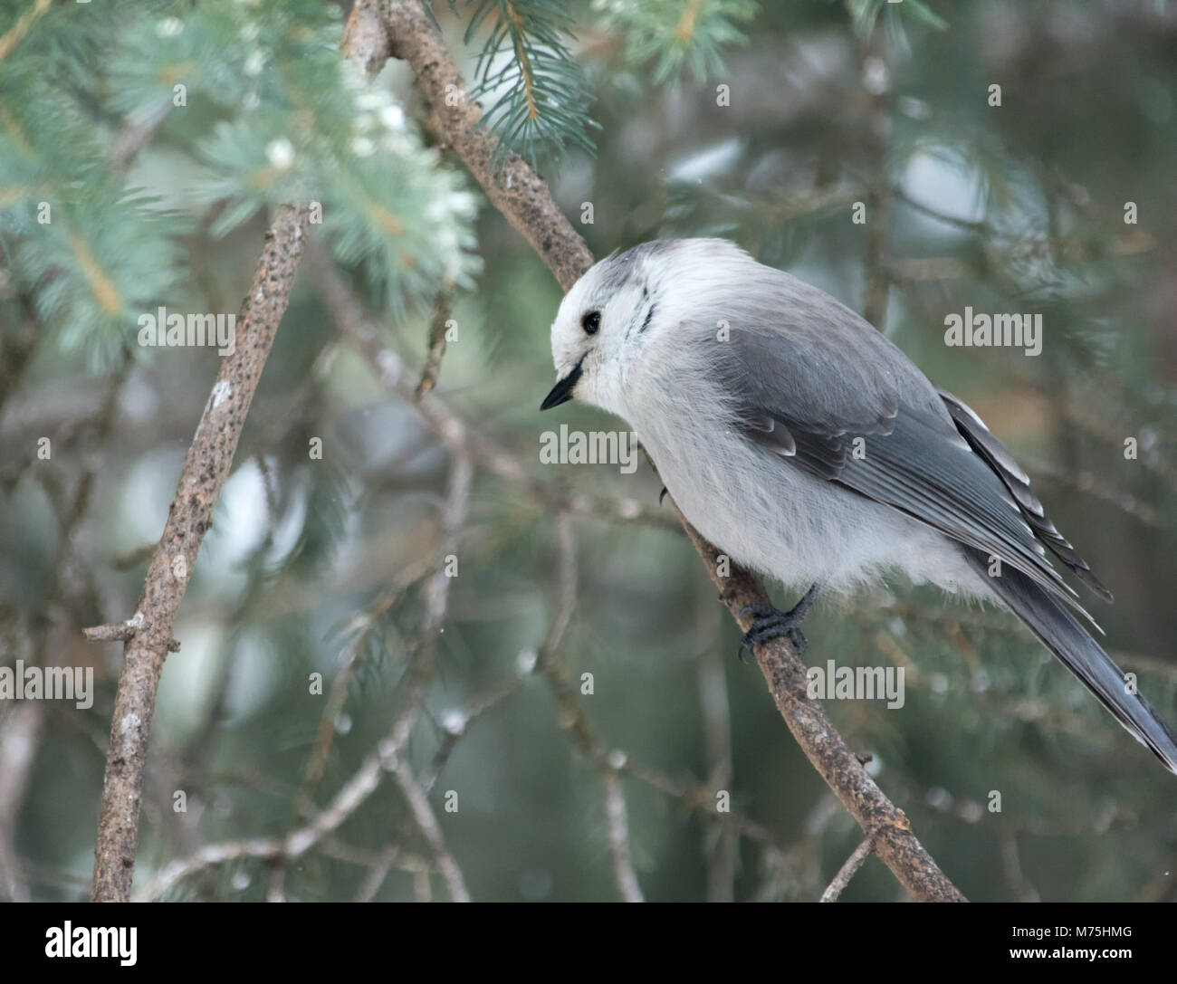 A gray jay with feather puffed out is perched on a tiny pine branch ...