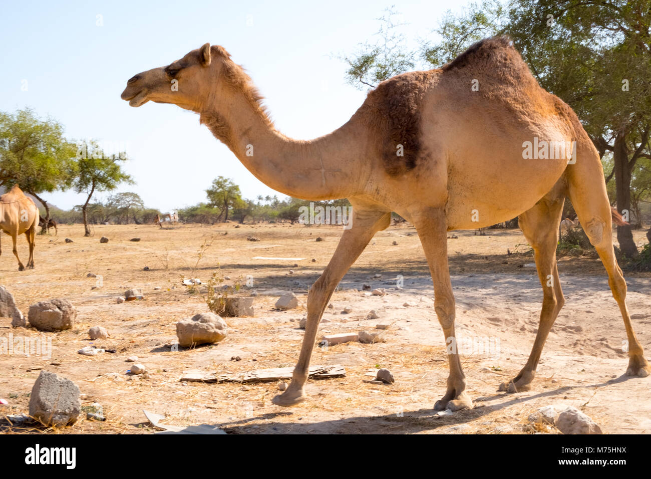 Camels or dromedary in Salalah, Sultanate of Oman Stock Photo - Alamy