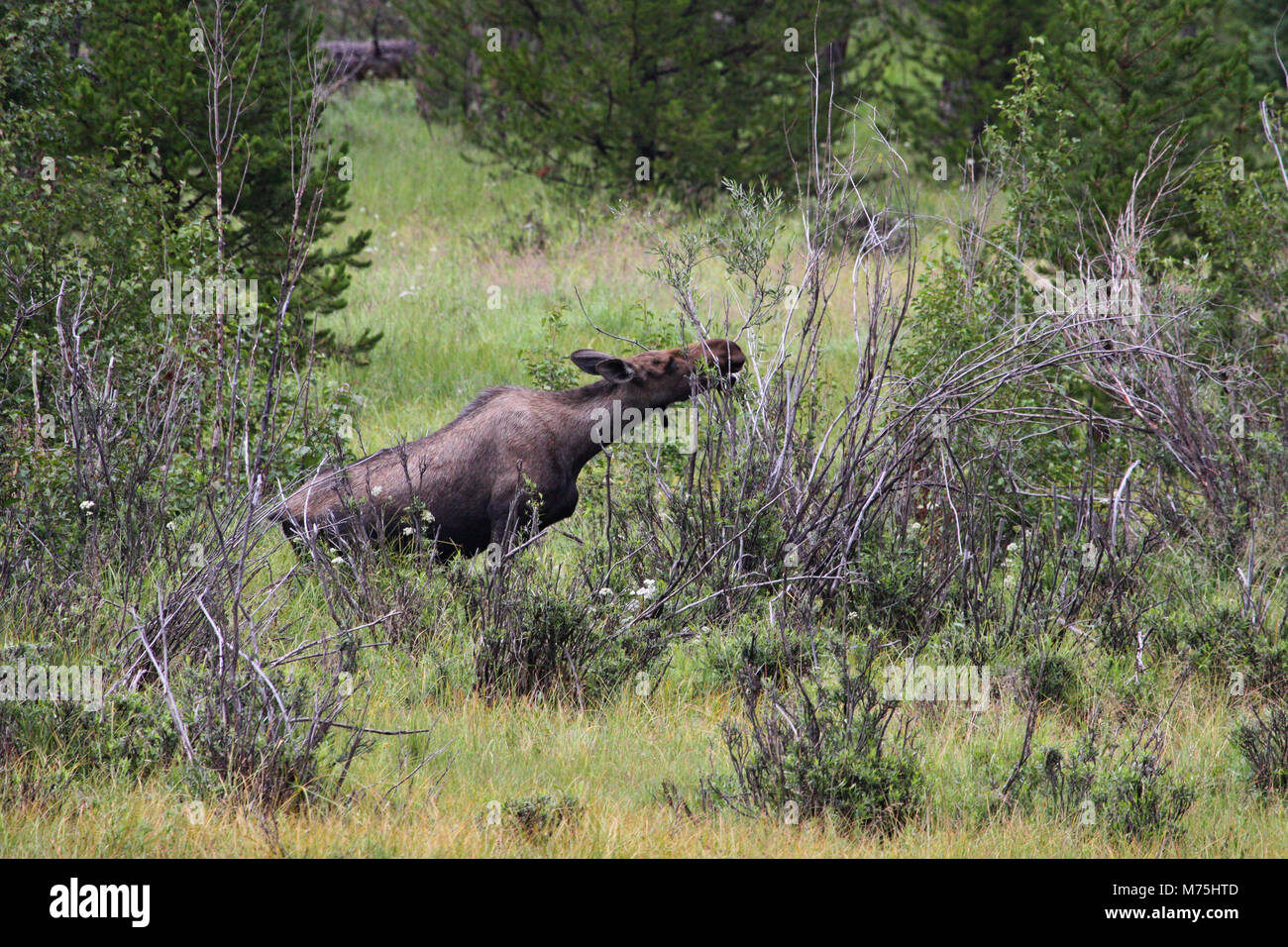 Cow Moose feeding on the leaves of a young tree Stock Photo - Alamy
