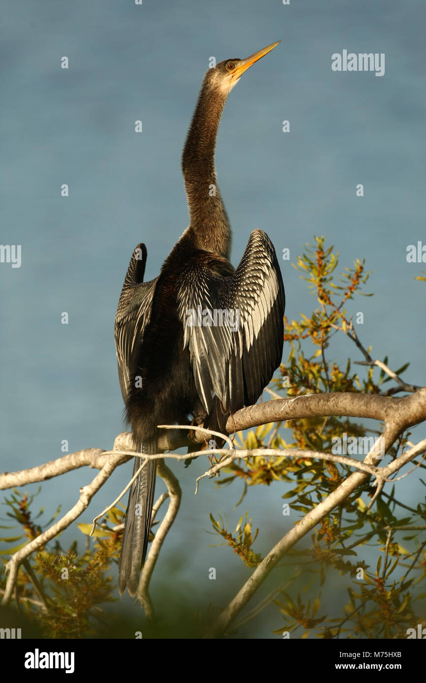 Female anhinga with it's neck extended, sitting on a branch drying out ...