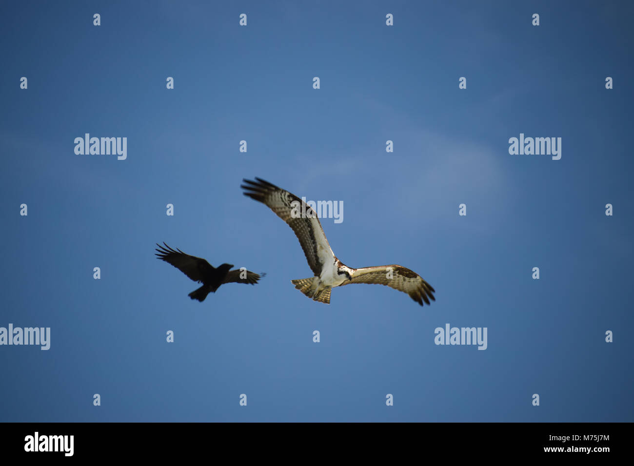 Birds flying over the beach Stock Photo - Alamy