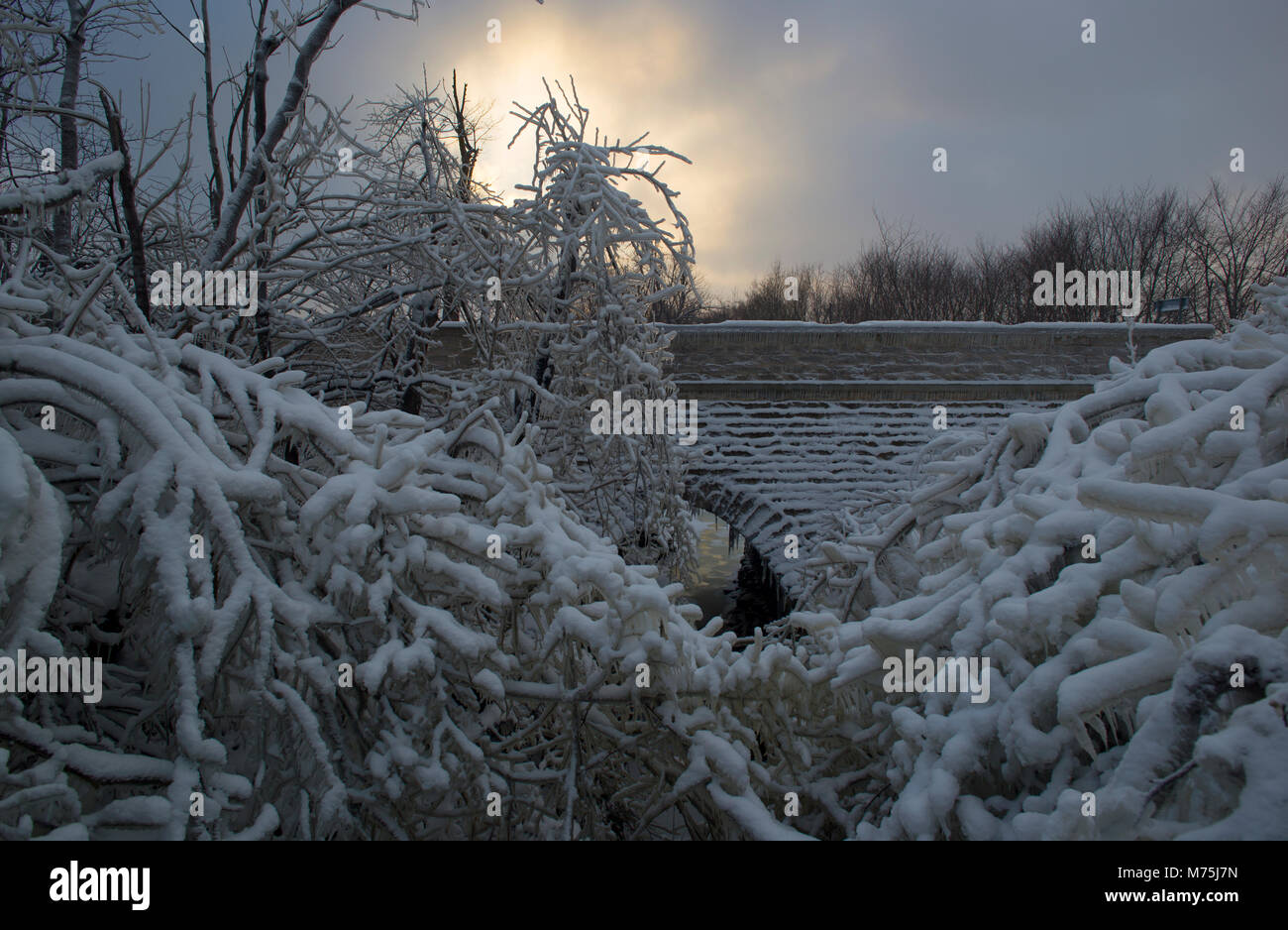 Trees with ice hi-res stock photography and images - Alamy