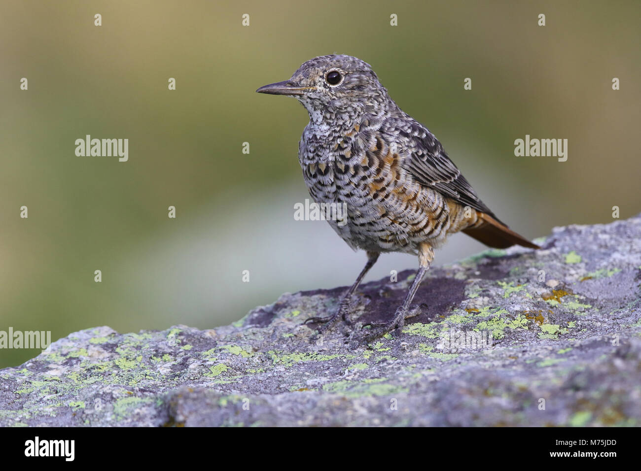 Mating station hi-res stock photography and images - Alamy