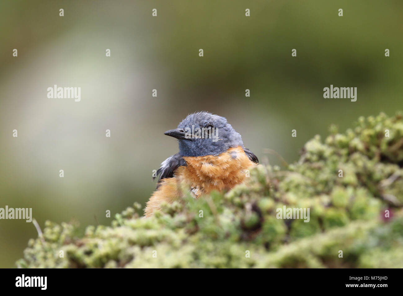 Red rock thrush Stock Photo - Alamy