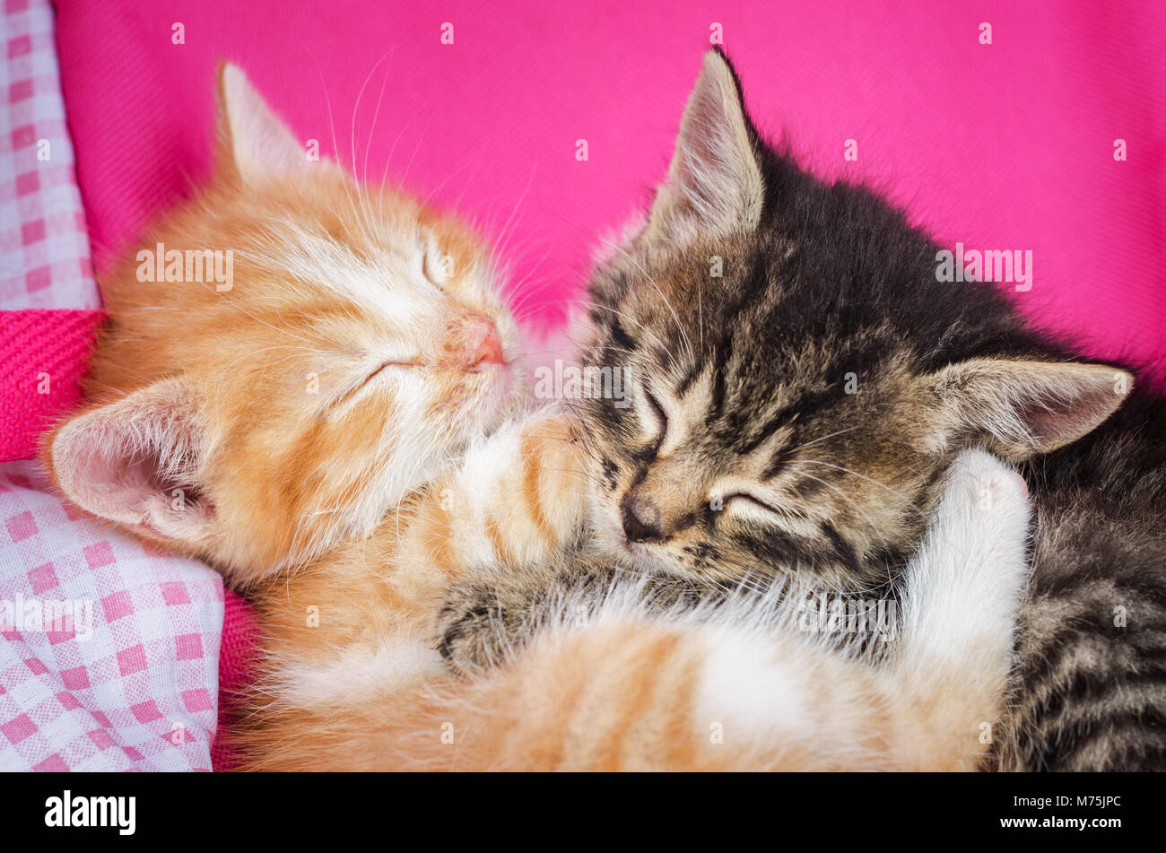 Cute red and gray kittens sleeping together Stock Photo - Alamy
