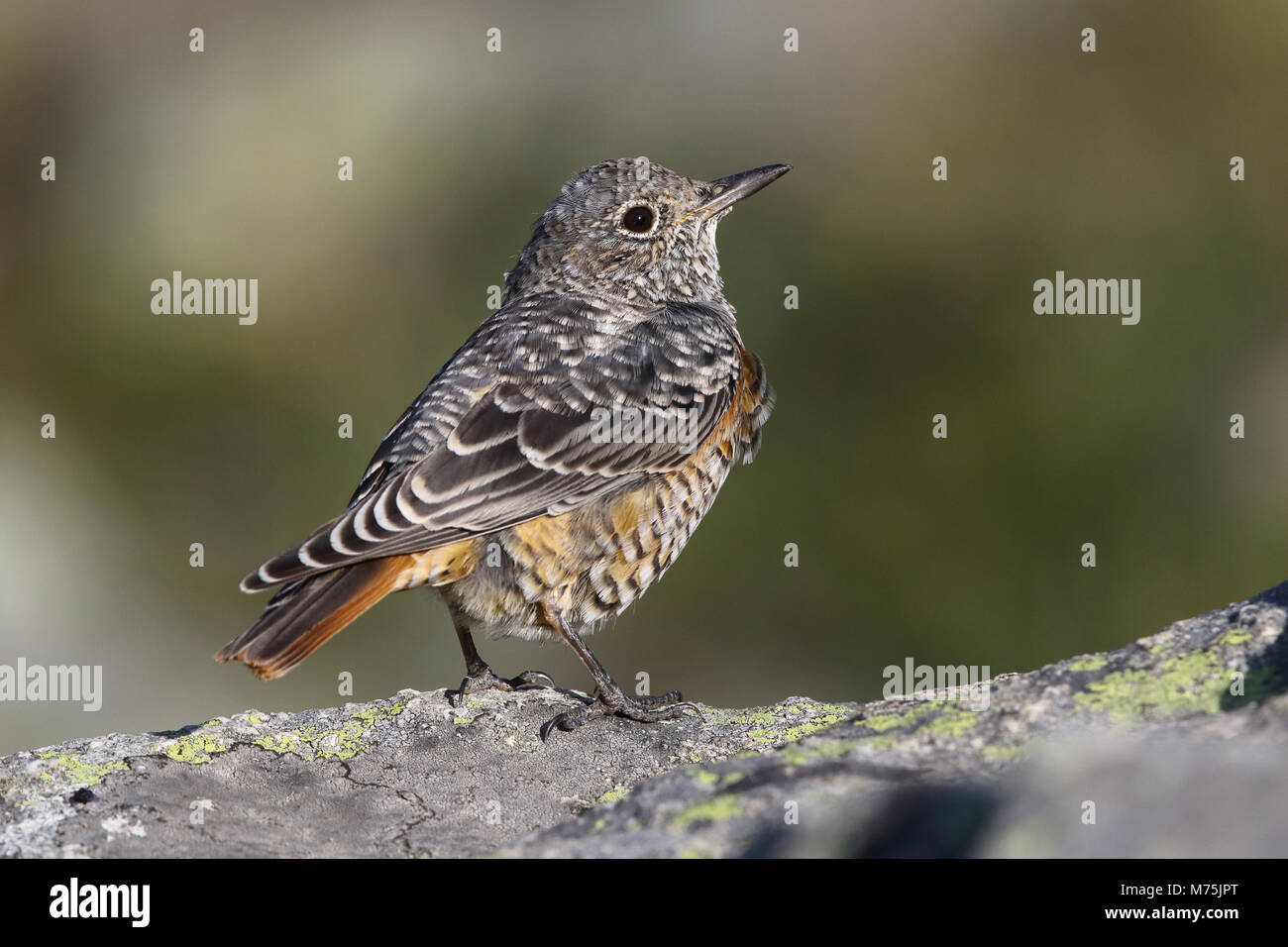 Rare rocks hi-res stock photography and images - Alamy