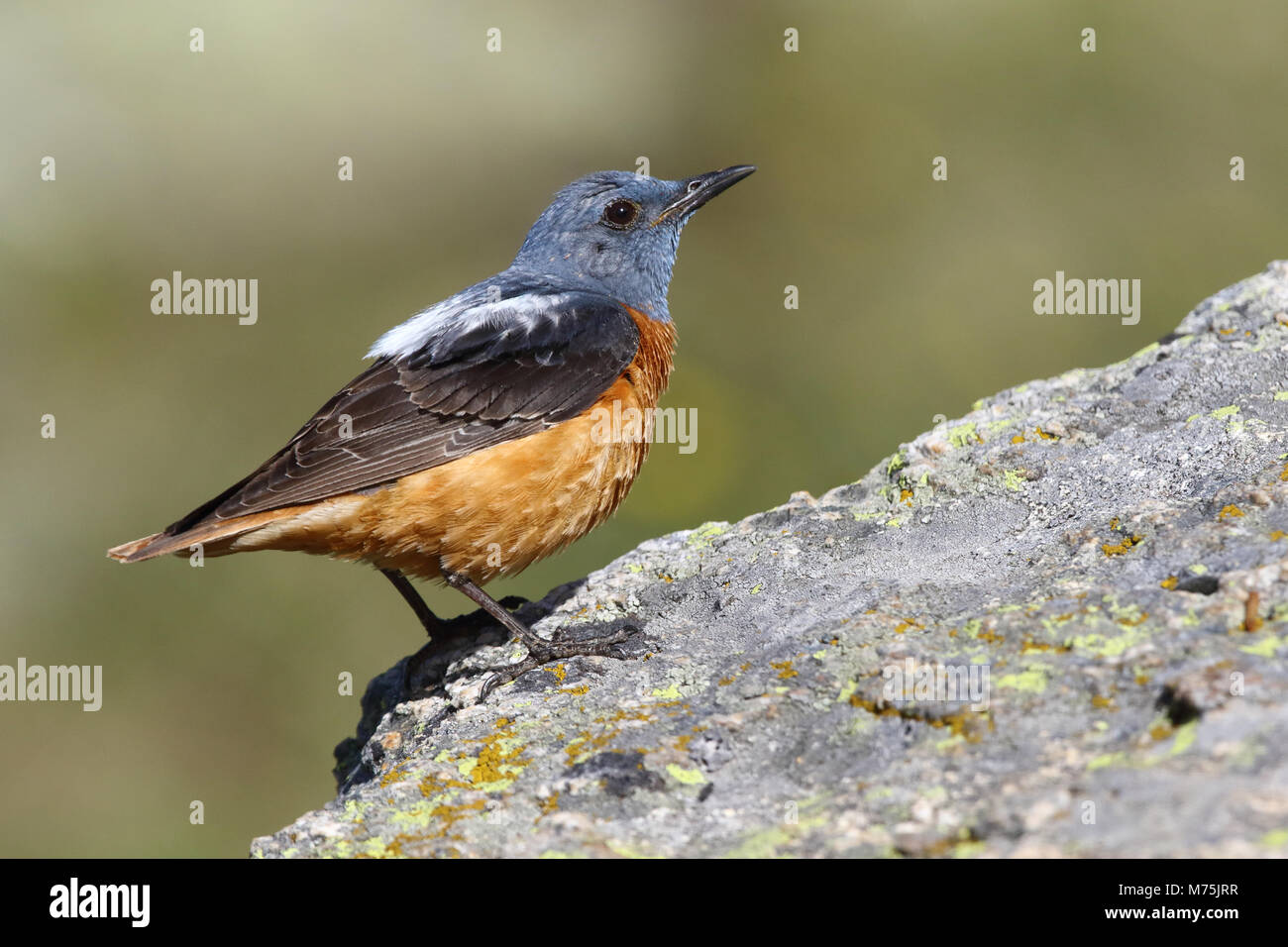 Red rock thrush Stock Photo - Alamy