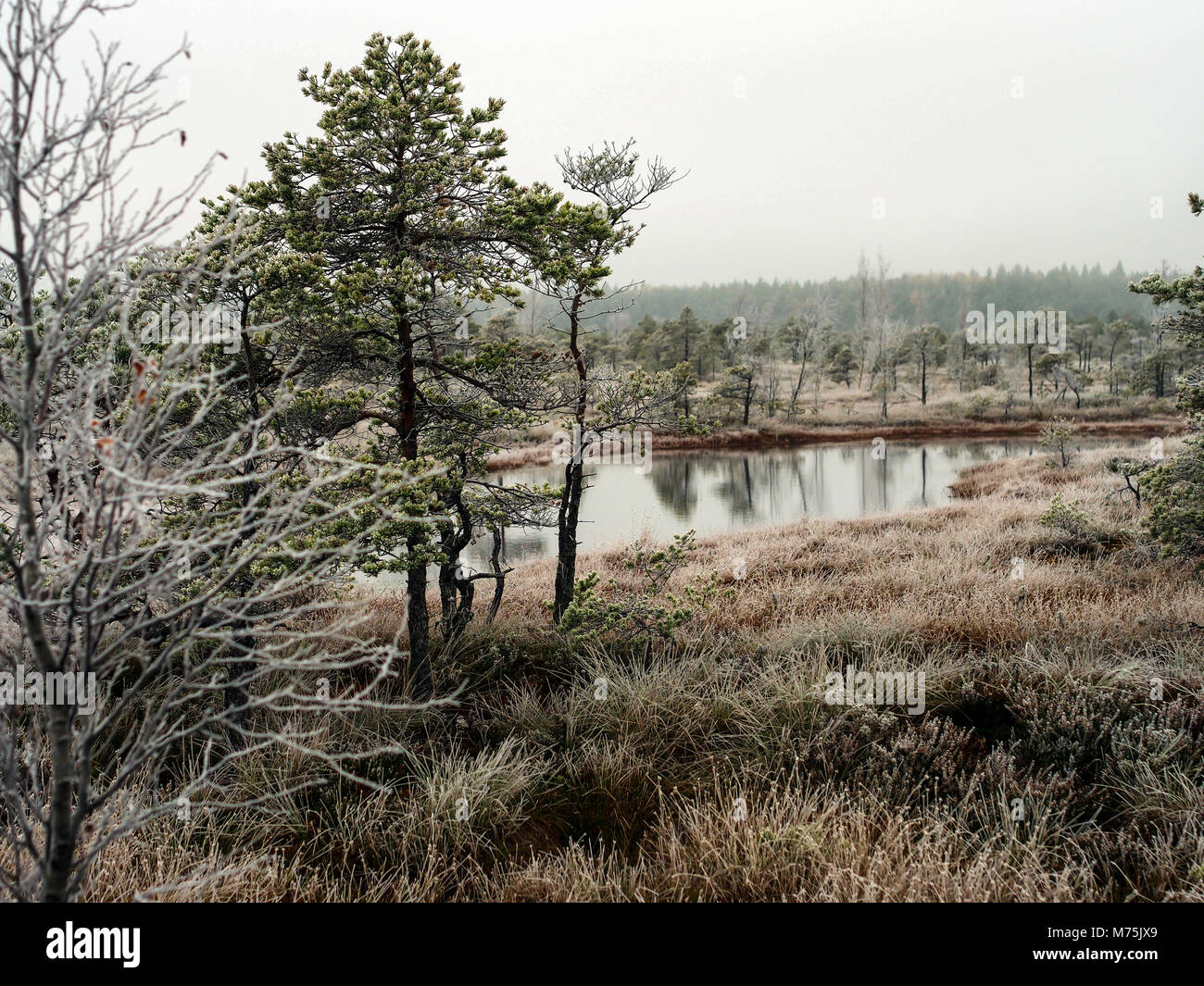 Pine Trees in Field of Kemeri moor in Latvia with a Pond inbetween of ...