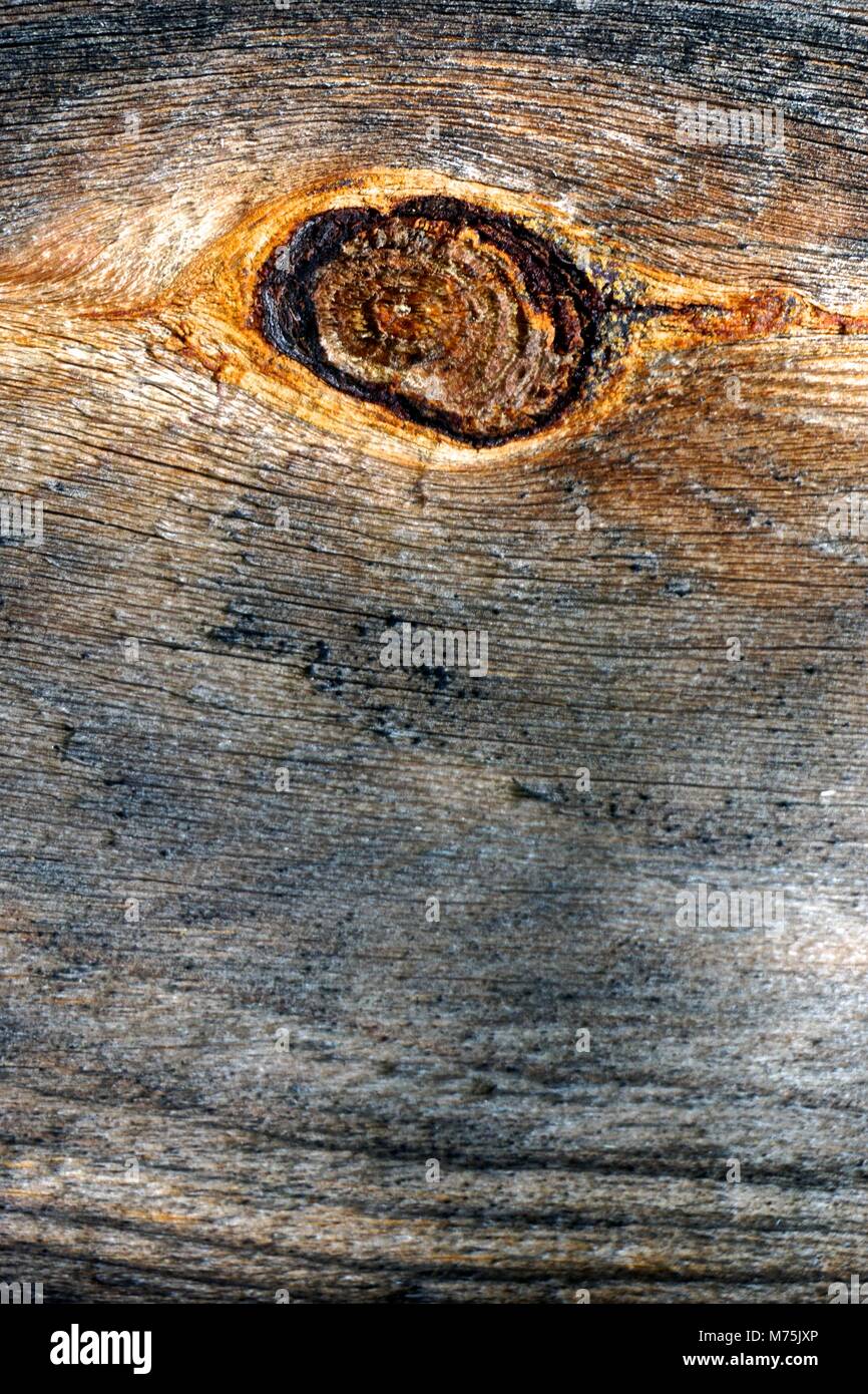 A closeup photo of a knothole in unfinished, raw wood reveals and ...