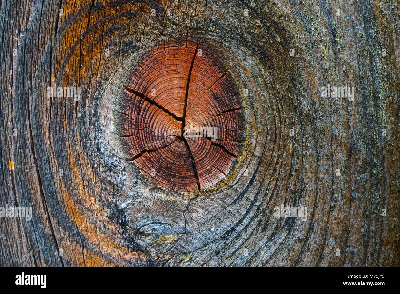 A closeup photo of a knothole in unfinished, raw wood reveals and ...