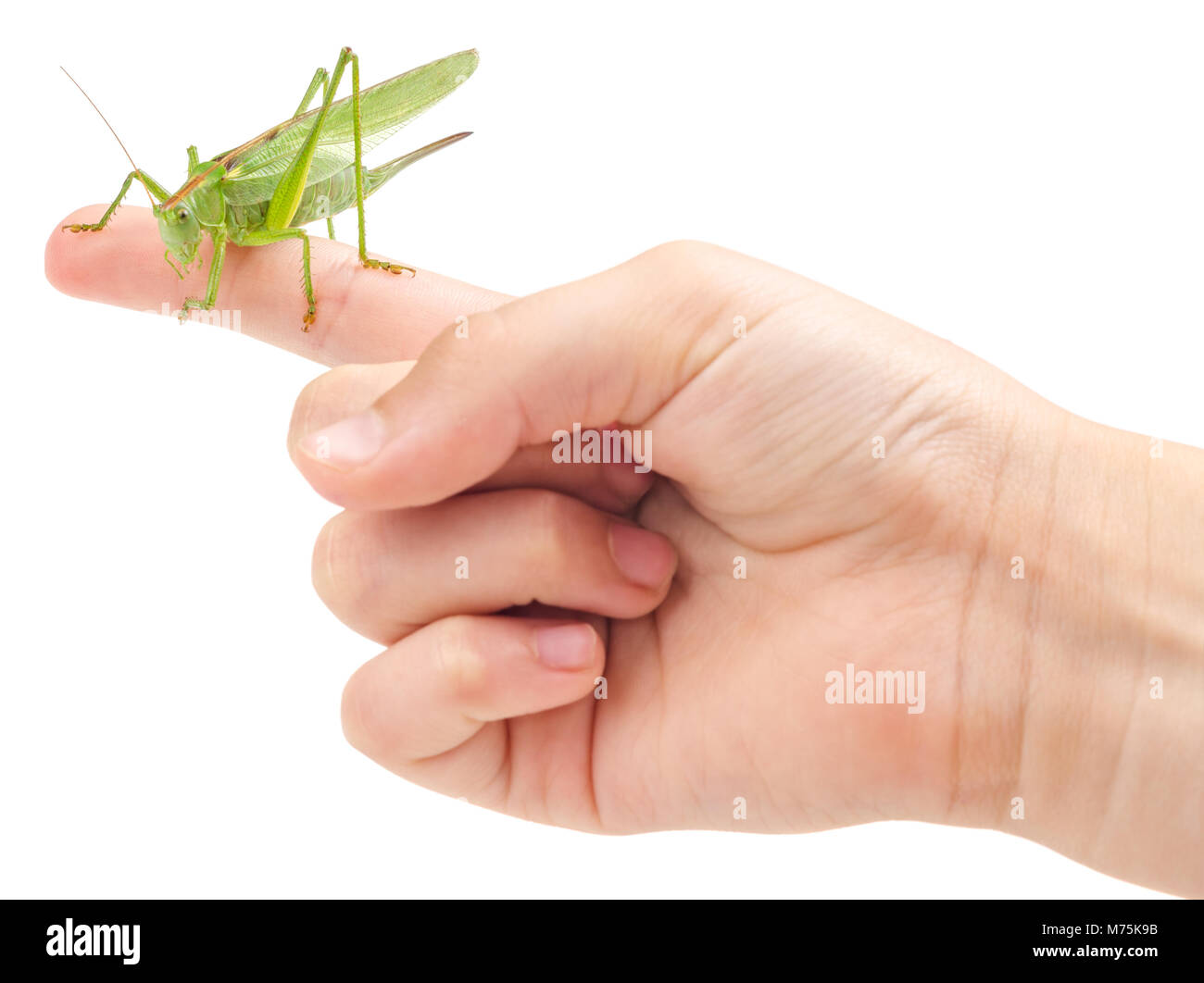 Green grasshopper on finger isolated on white background Stock Photo ...