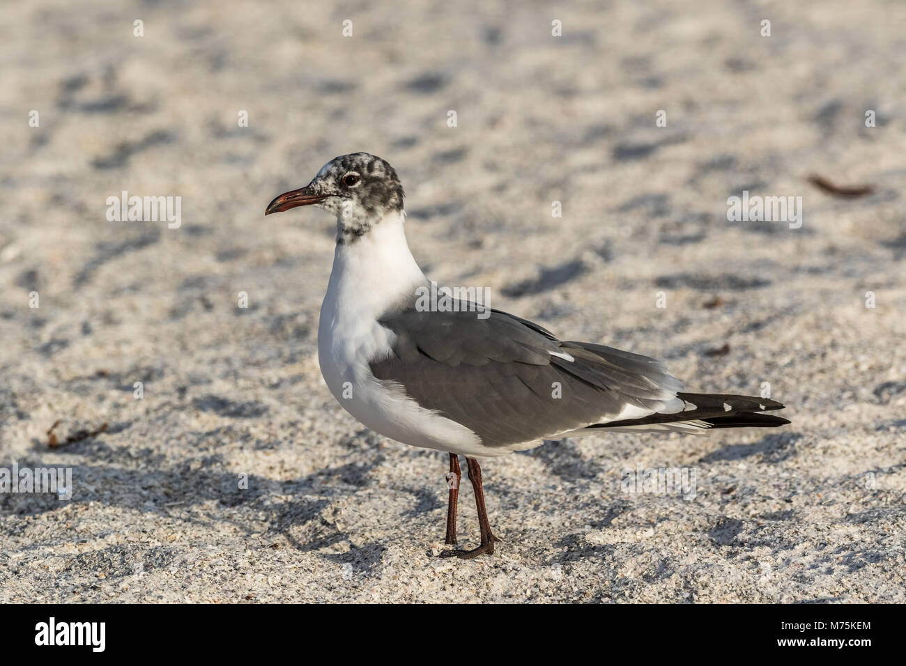 Laughing Gull on Beach Stock Photo - Alamy