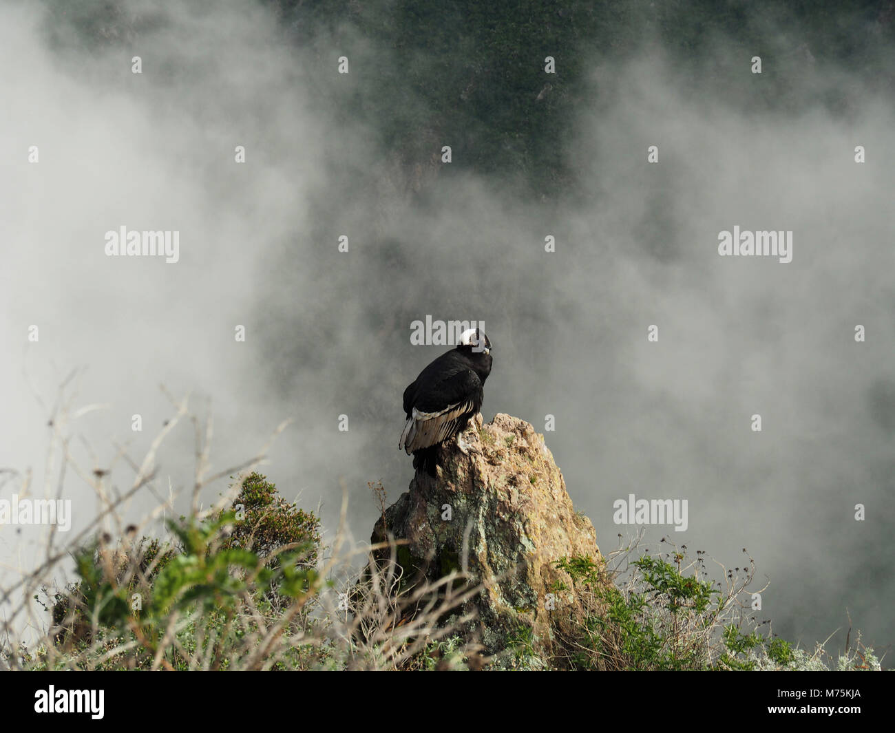 Andean condor hi-res stock photography and images - Alamy