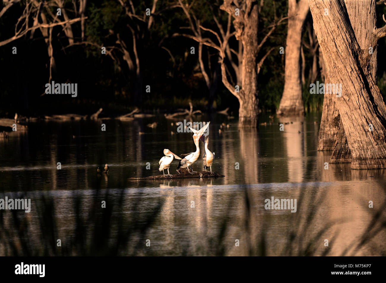 Swamp trees hi-res stock photography and images - Alamy