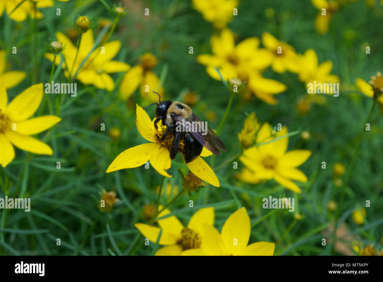 Wildflowers and pollination and pollinators hi-res stock photography ...