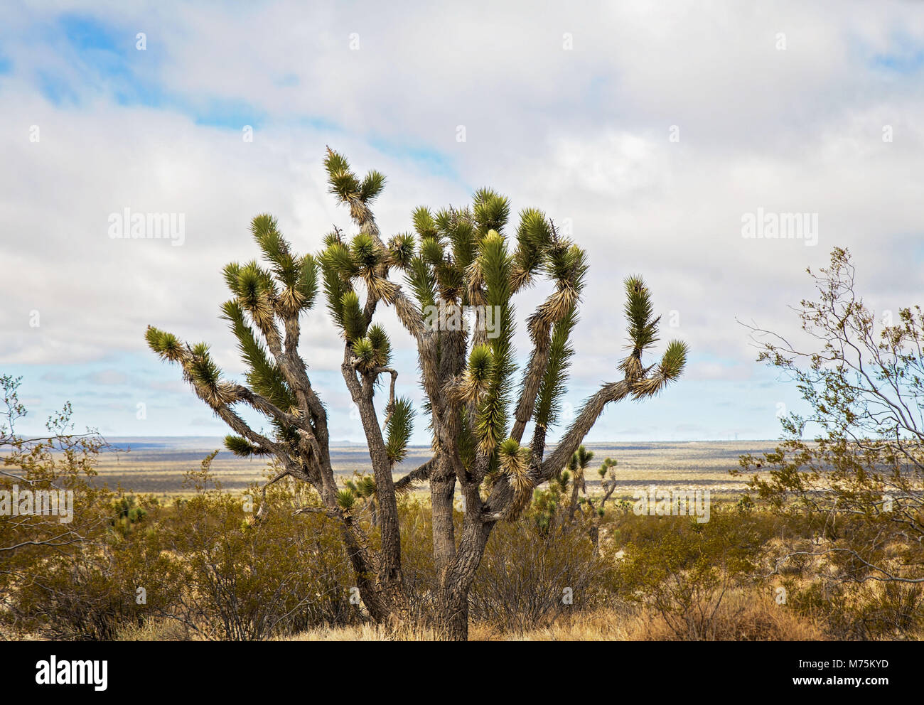 A joshua tree in a spring time desert landscape in Nevada Stock Photo ...