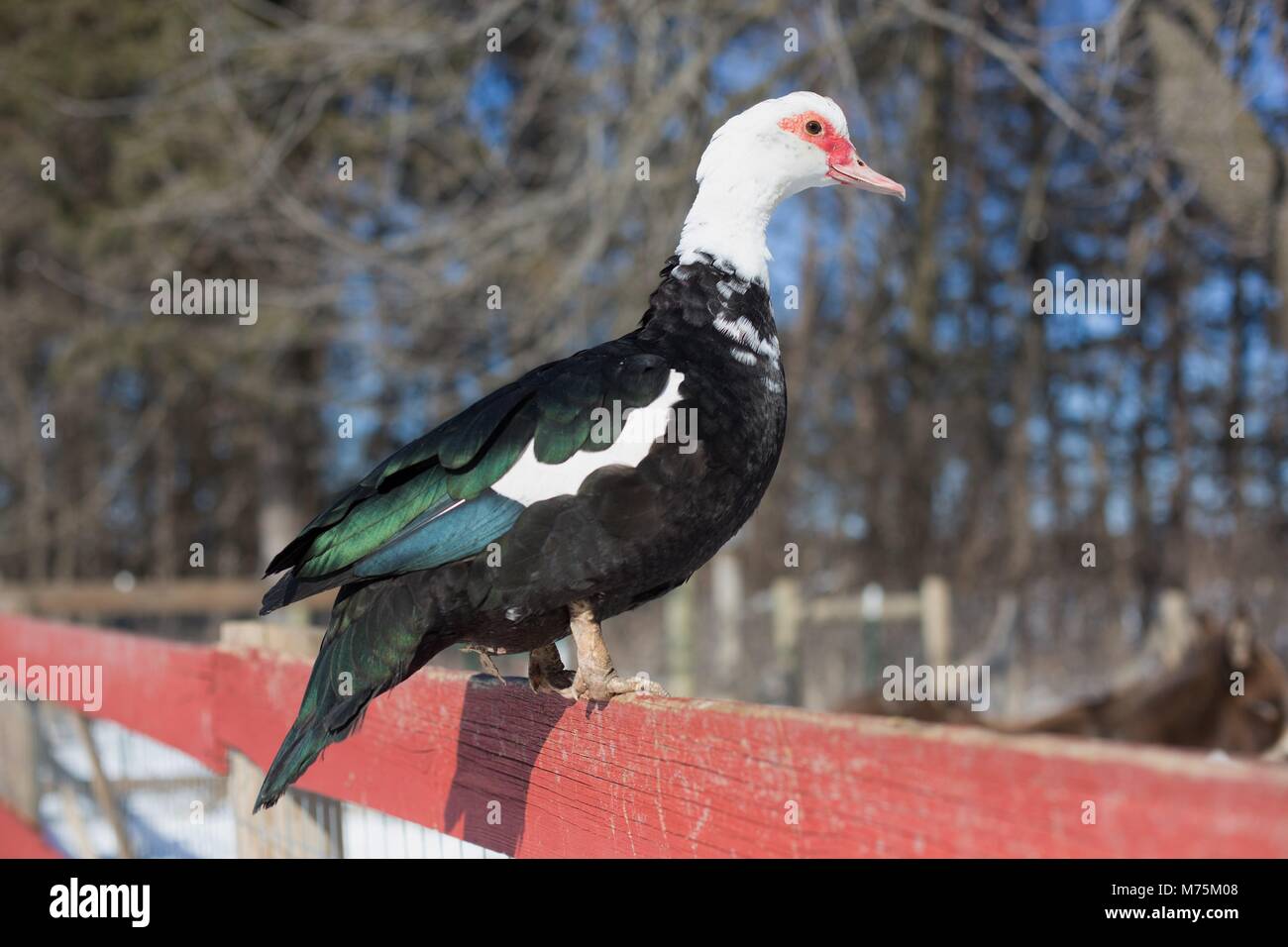 Duck farm fence hi-res stock photography and images - Alamy