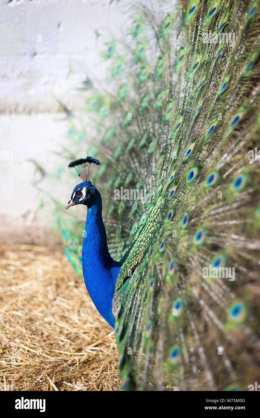 Peacock spreading feathers hi-res stock photography and images - Alamy