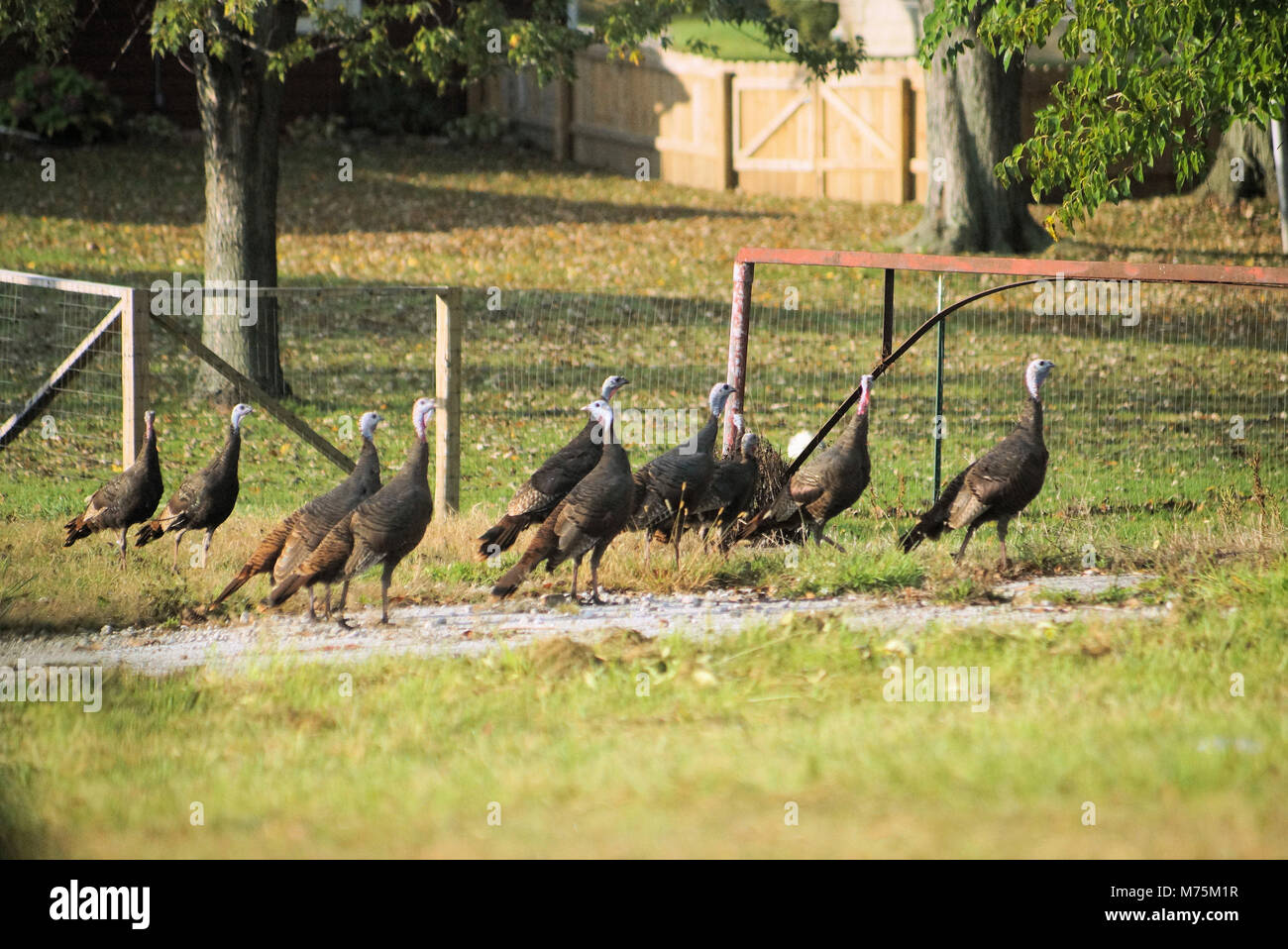 Turkey waddle hi-res stock photography and images - Alamy