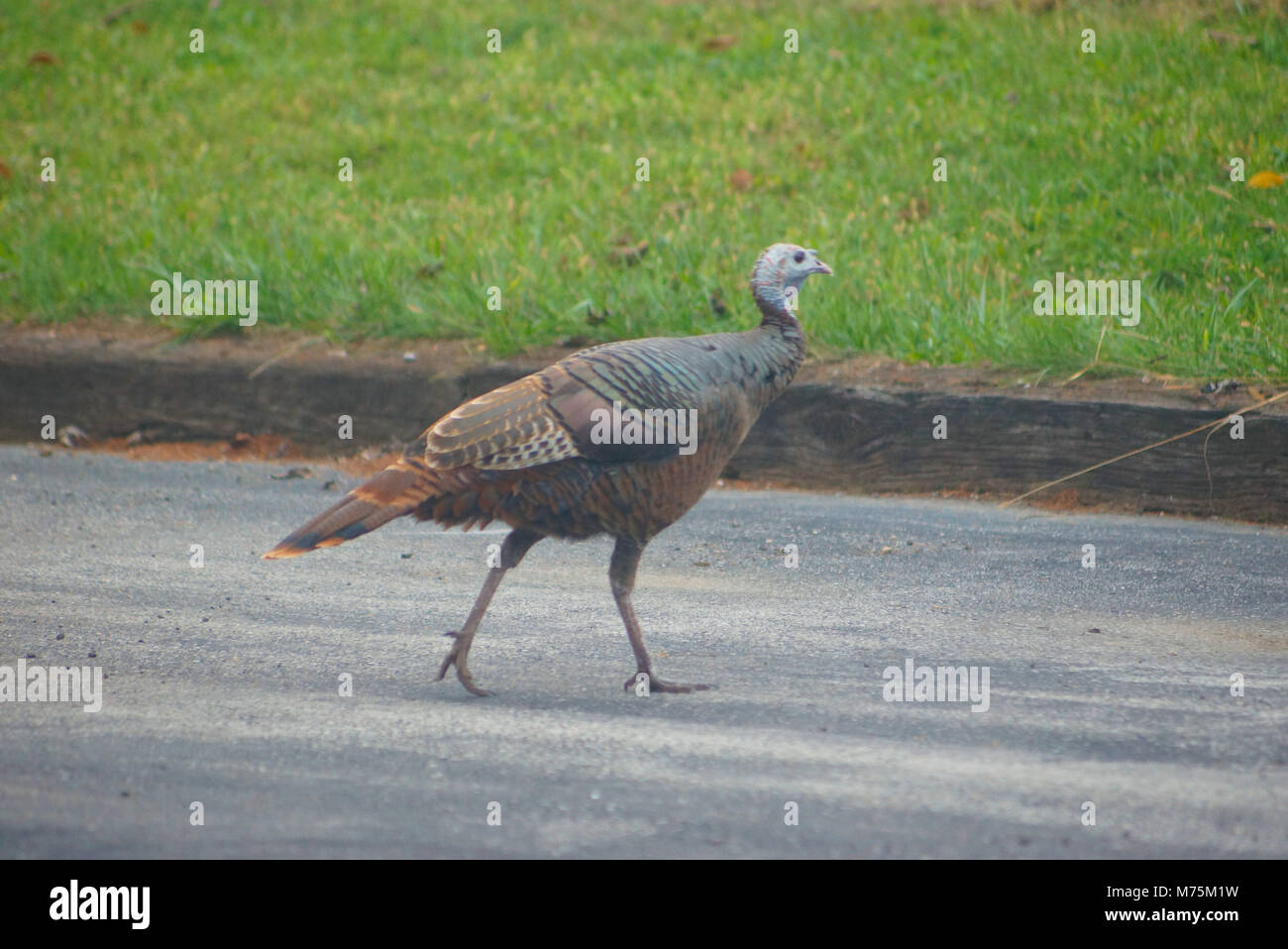 Wild turkey eating hi-res stock photography and images - Alamy