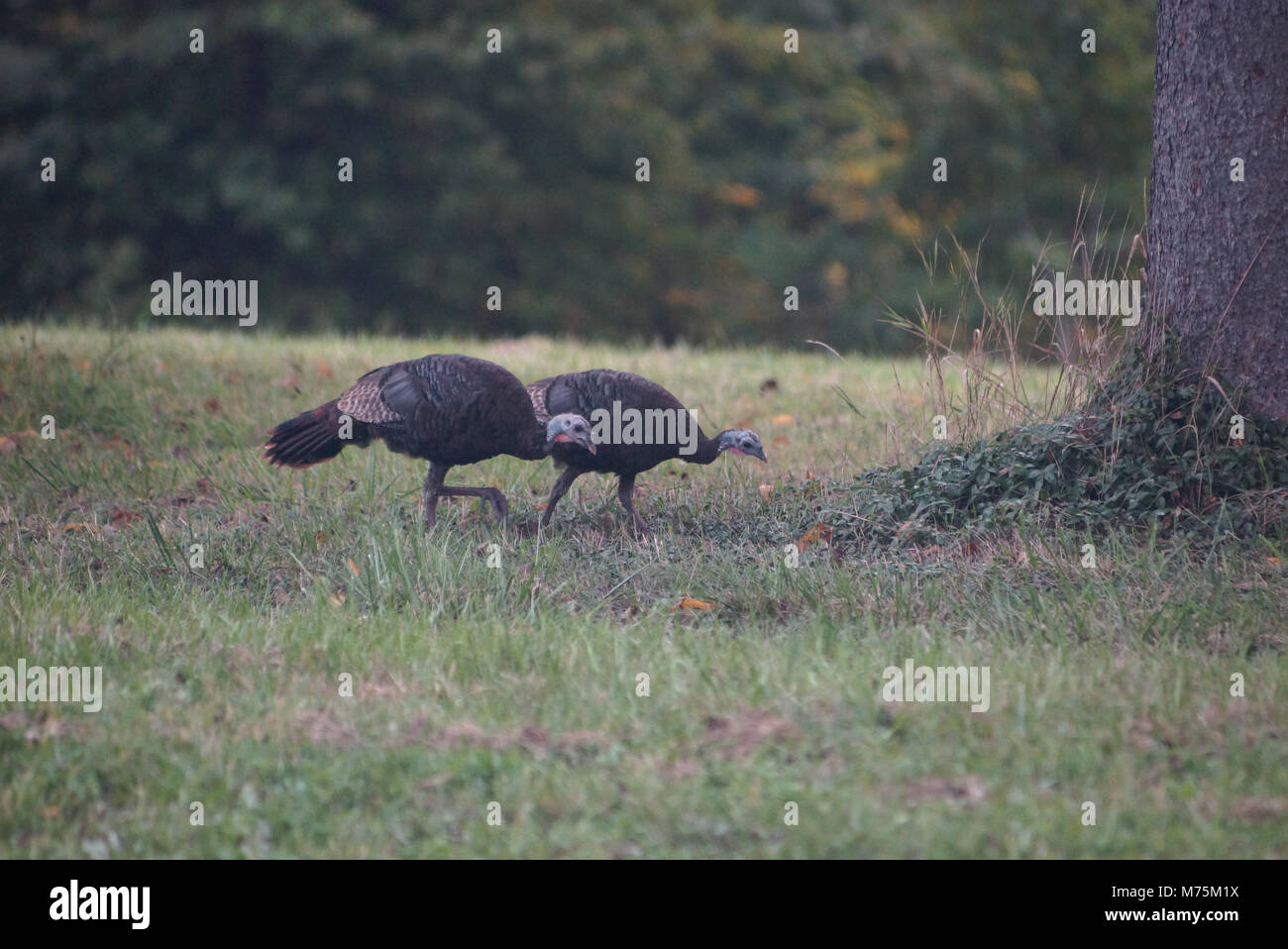 Turkey waddle hi-res stock photography and images - Alamy